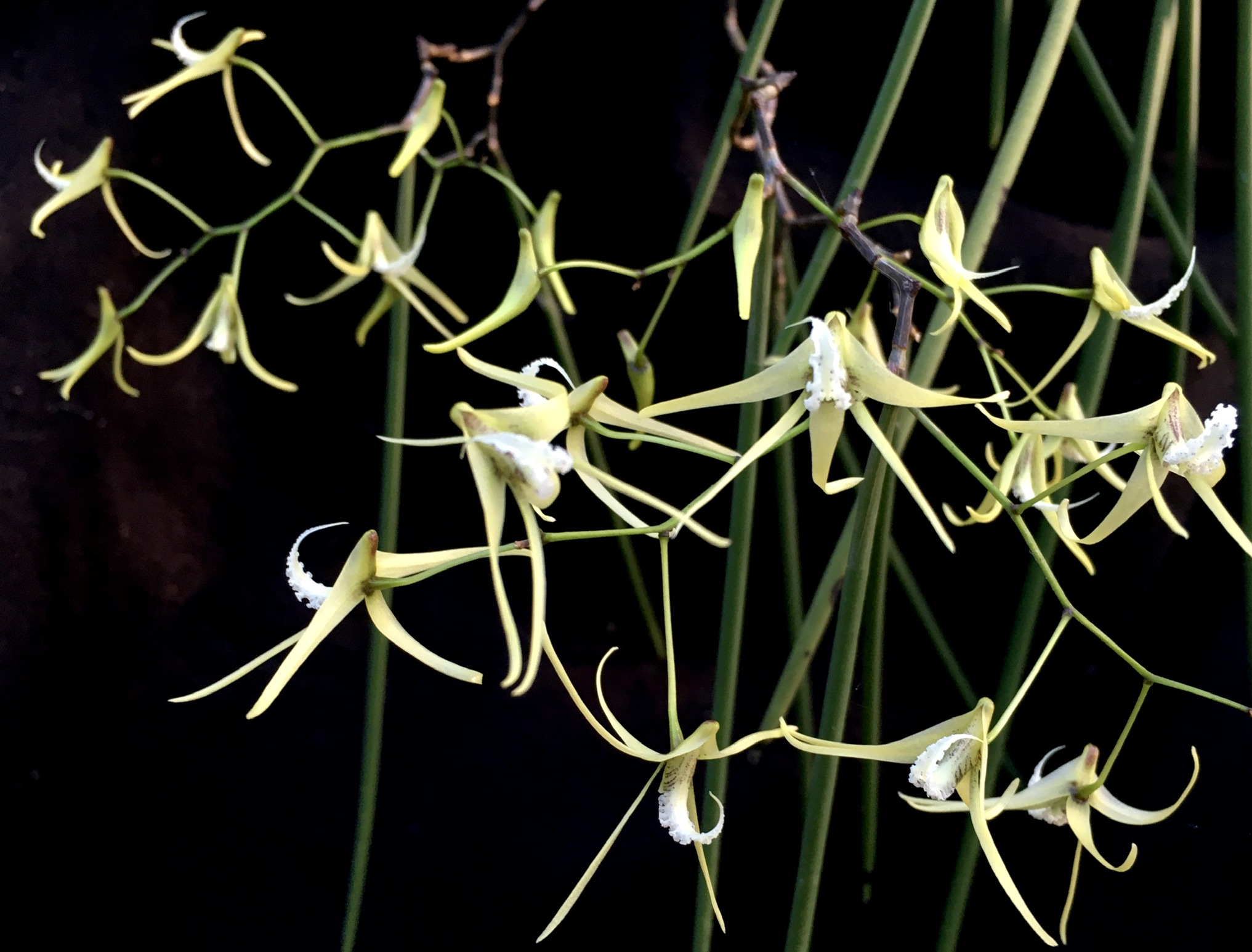 Dockrillia unknown | Southern Suburbs Orchid Society Inc.
