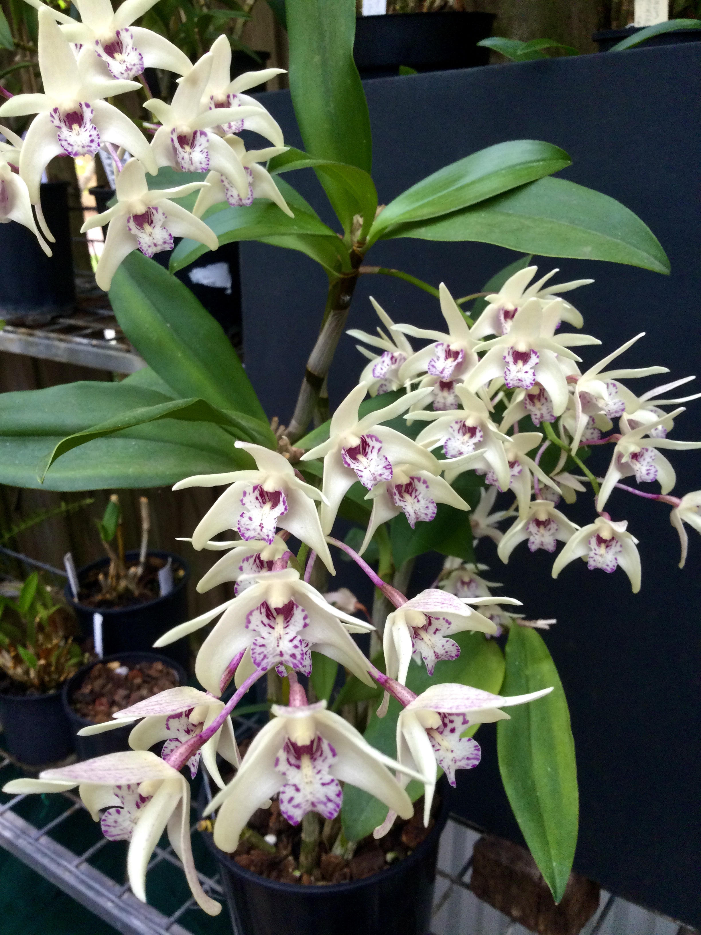 Dendrobium Rainbow Surprise ’Cleo’ x Red River ‘Red’ | Southern Suburbs ...
