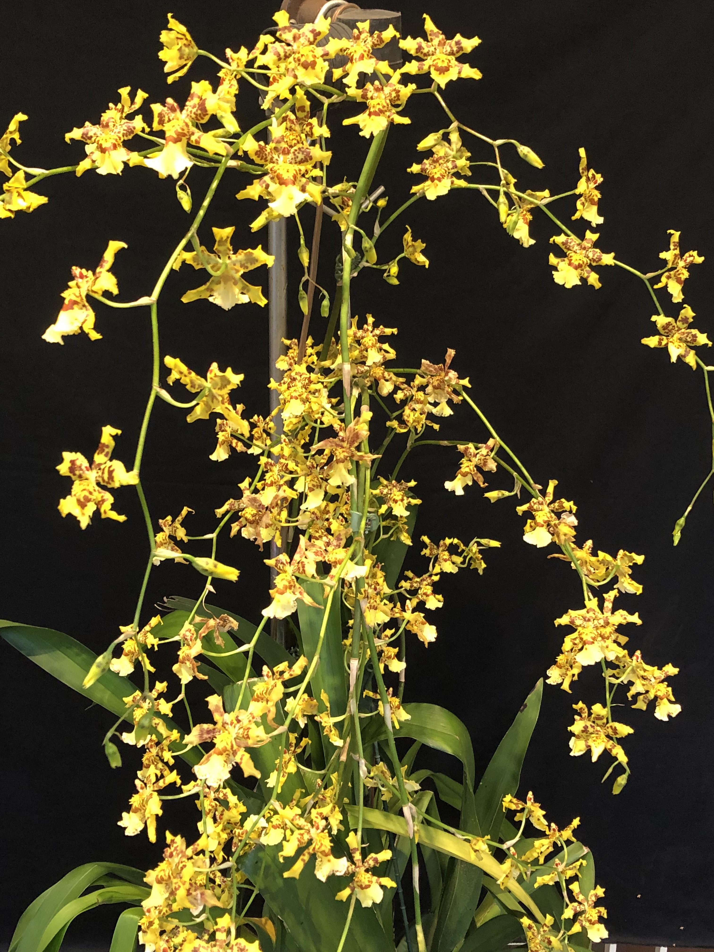 Oncidium Sharry Baby ‘Sweet Fragrance’ | Southern Suburbs Orchid ...