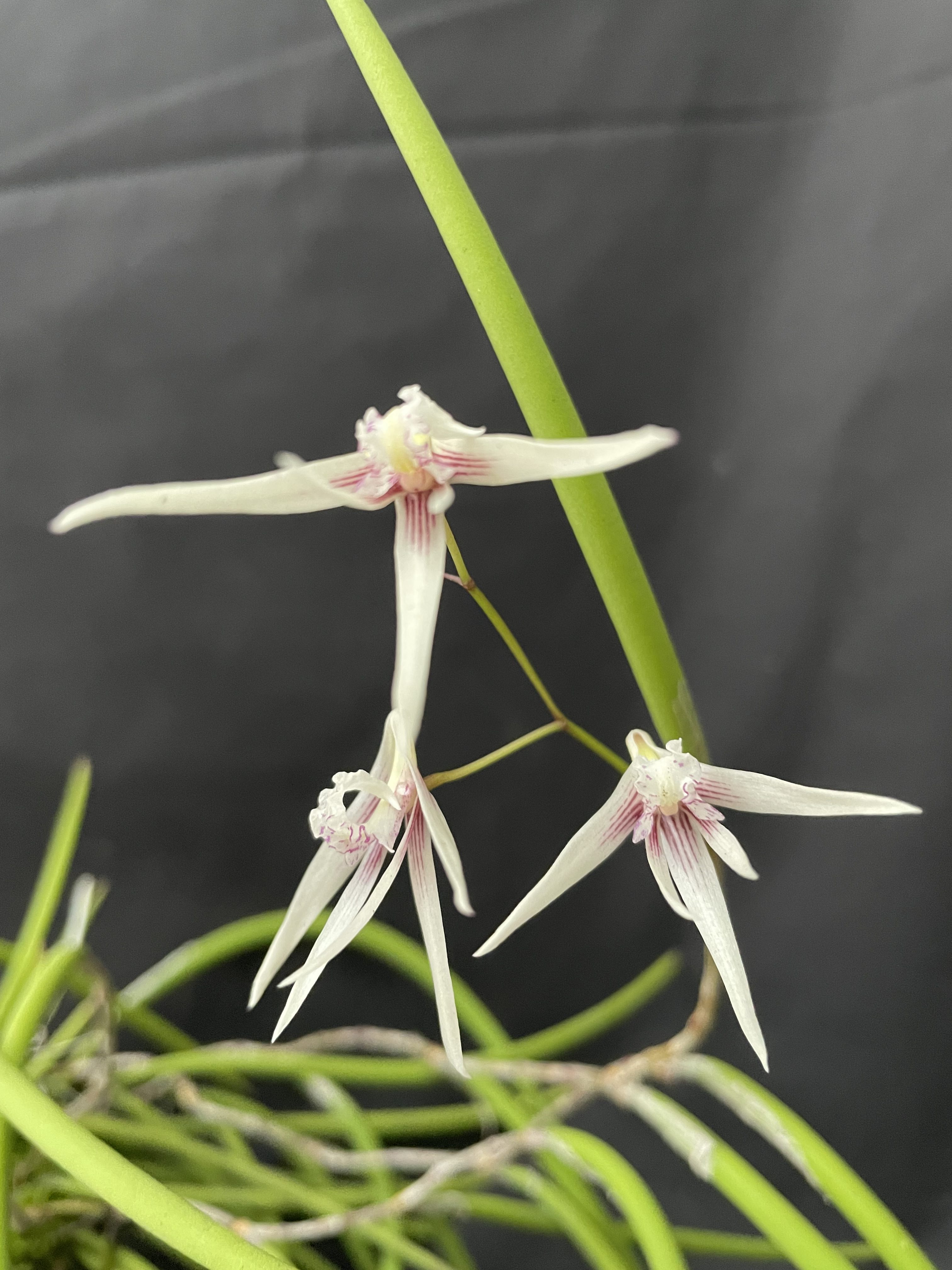 Dendrobium Dockrillia ‘Anthedon Star’ | Southern Suburbs Orchid Society ...