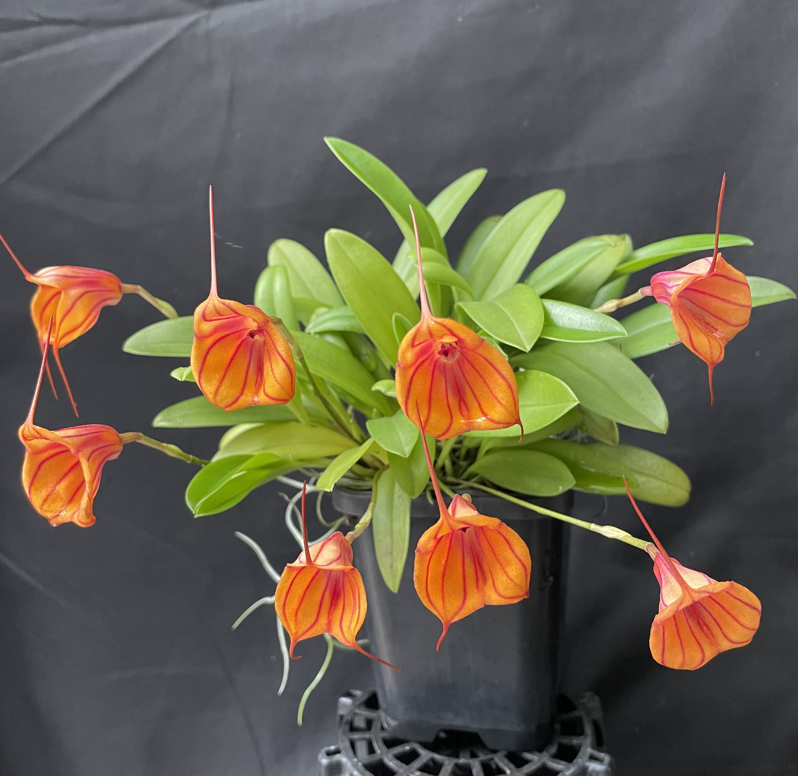 Masdevallia Southern Comfort ‘Mini Tiger’ | Southern Suburbs Orchid ...
