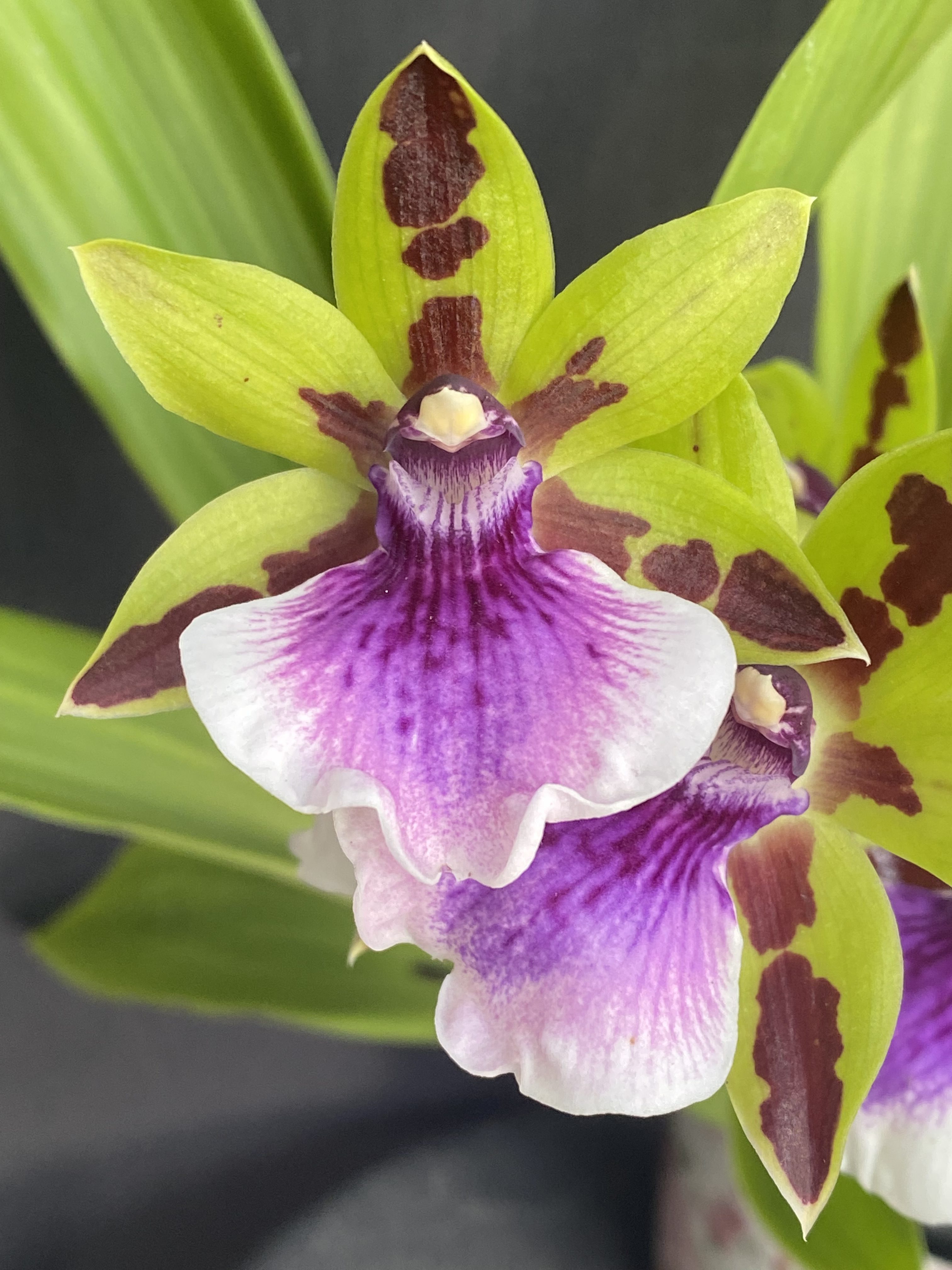 Zygoneria Zest ‘Lime Violet’ x Arthur Elle ‘Essendon’ | Southern ...