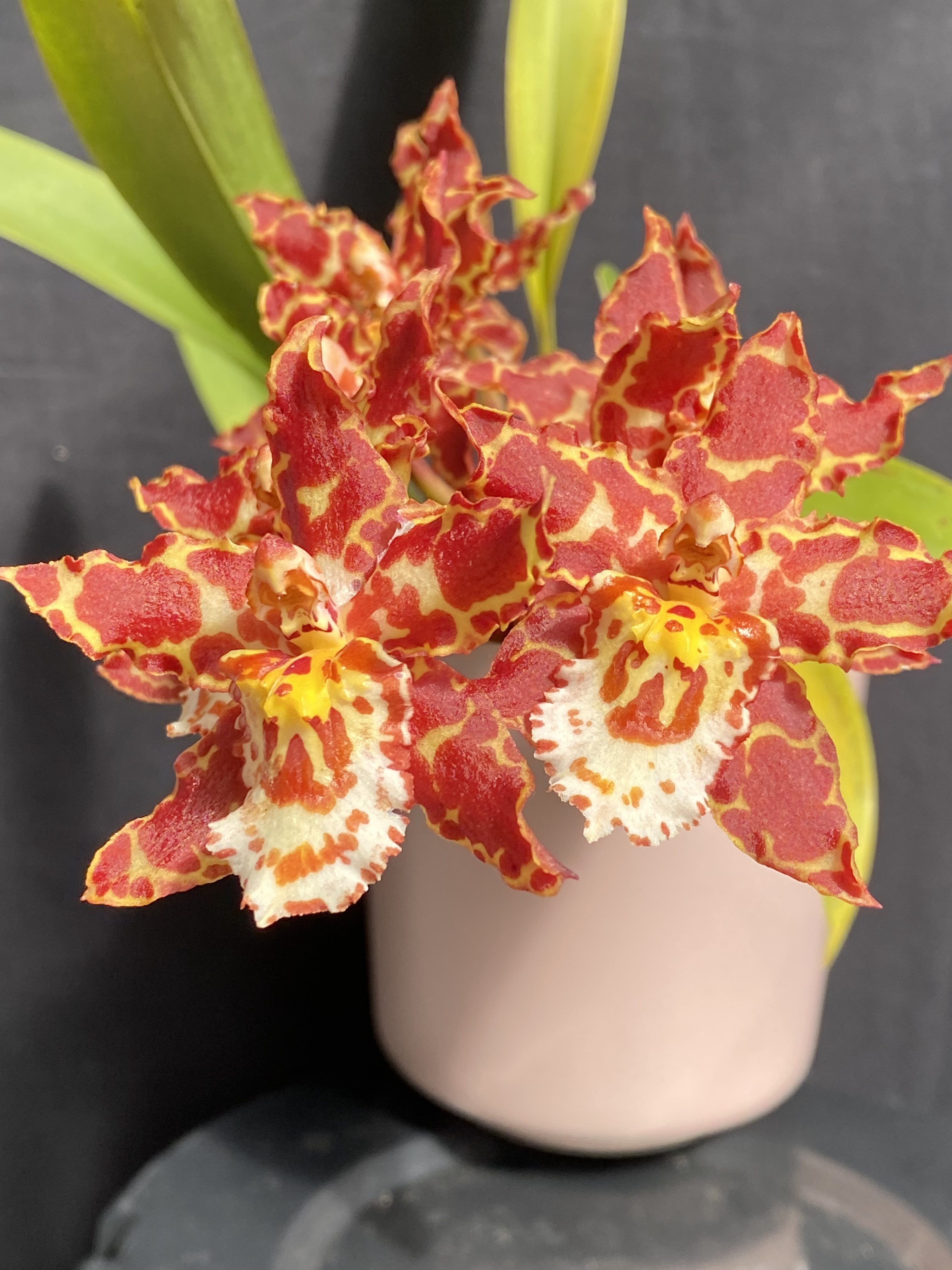 Wilsonara Eye Candy ‘Penny Candy’ | Southern Suburbs Orchid Society Inc.