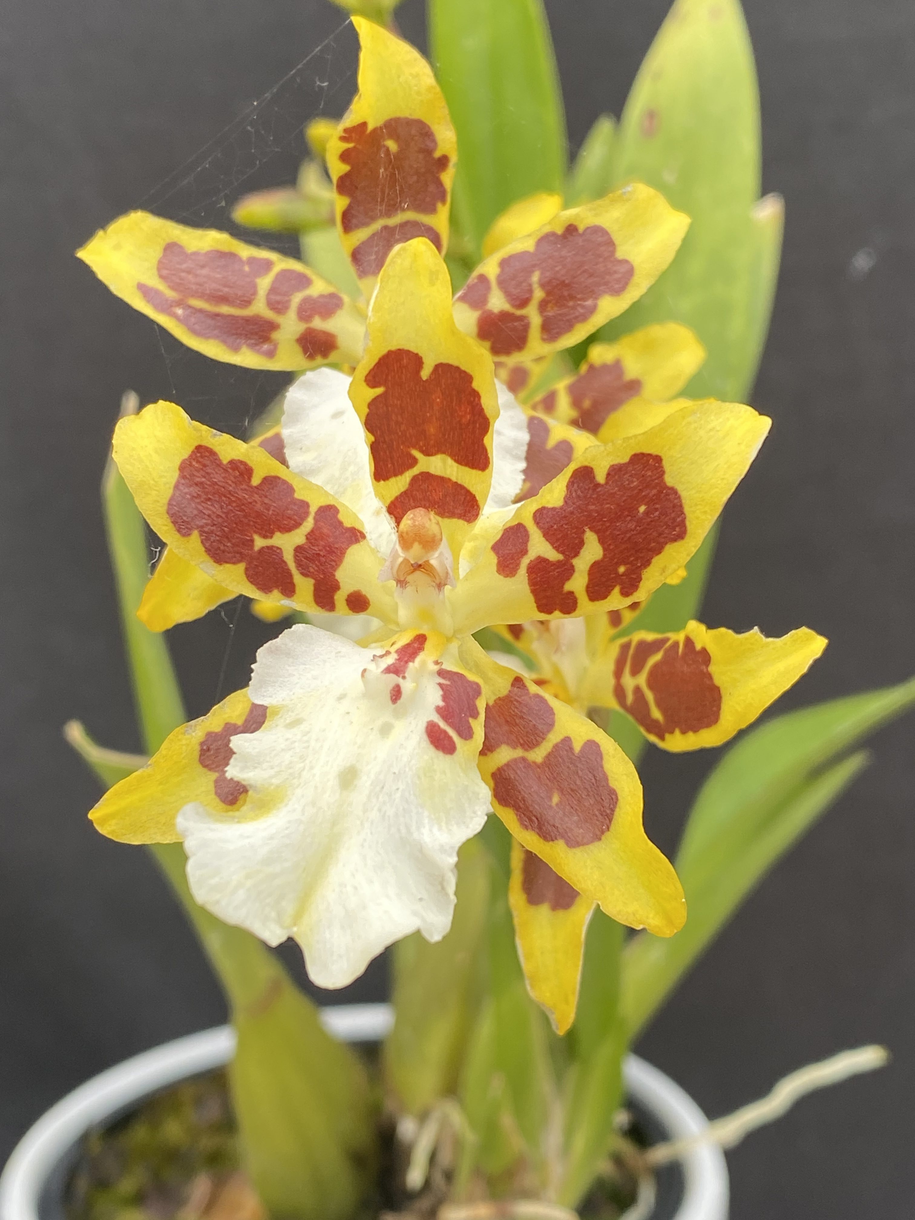 Oncidium ‘Nahani’ | Southern Suburbs Orchid Society Inc.