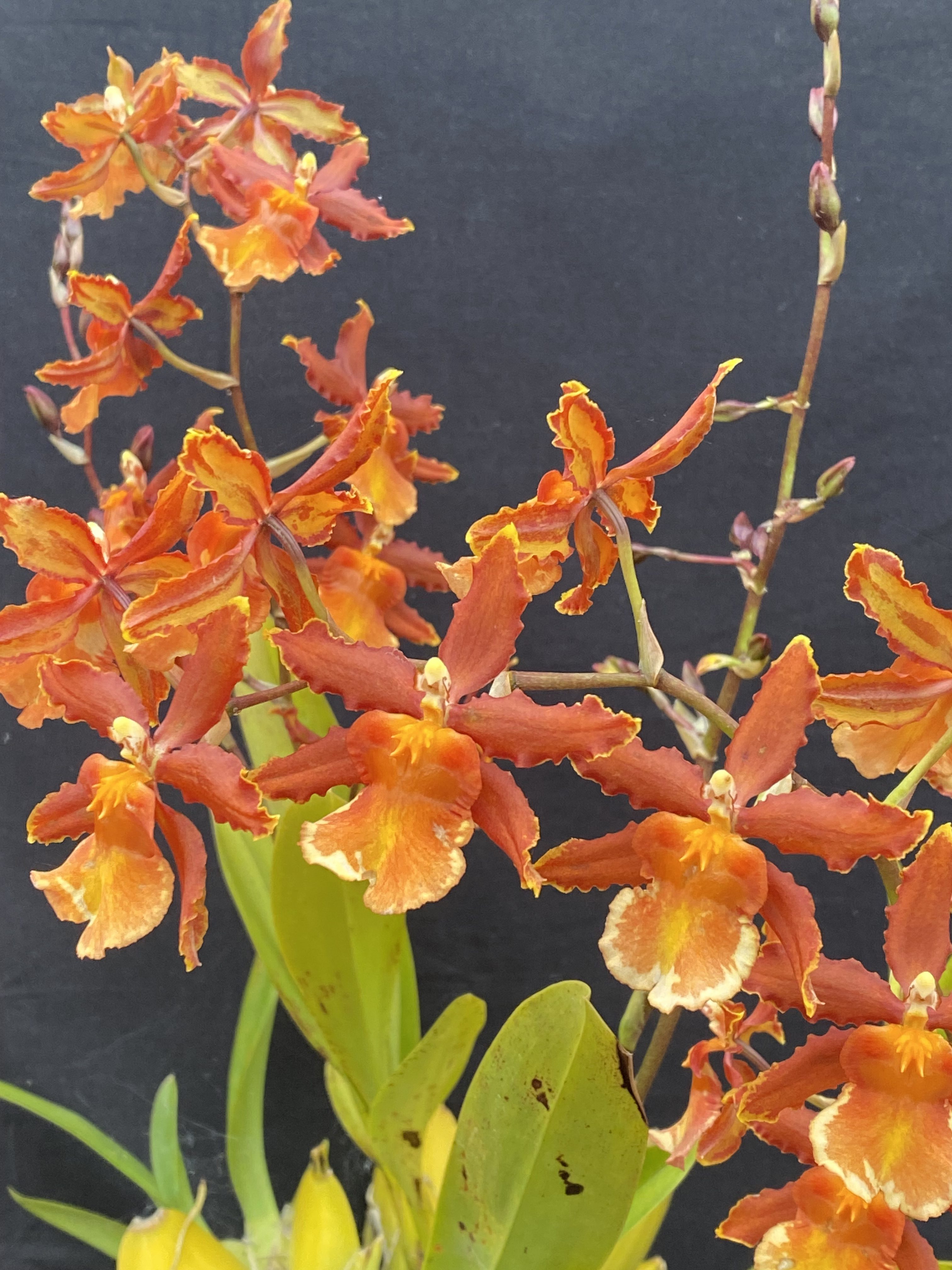 Oncidium Catante ‘Kilauea Karma’ | Southern Suburbs Orchid Society Inc.