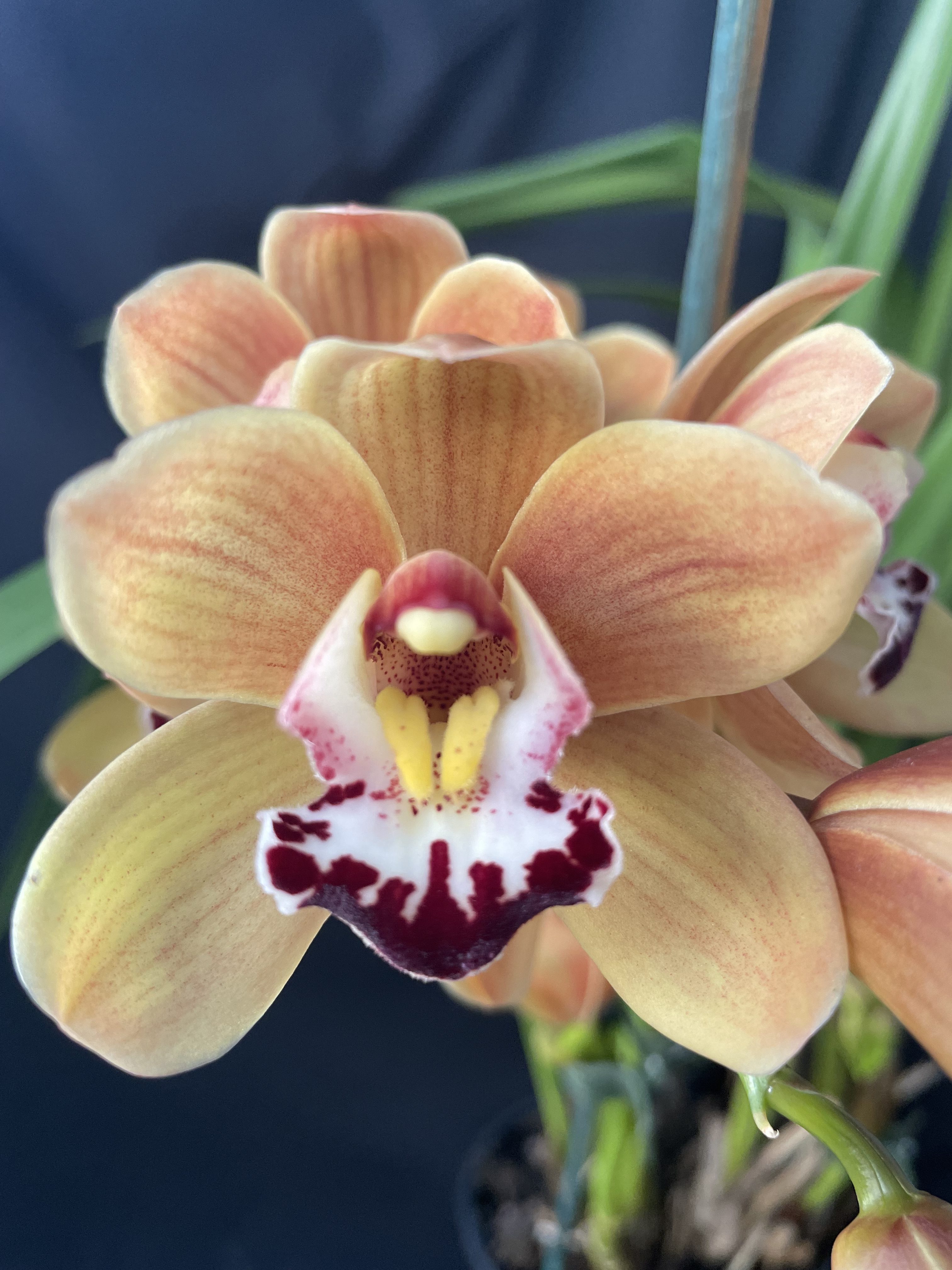 Cymbidium ‘Orange Gem’ | Southern Suburbs Orchid Society Inc.