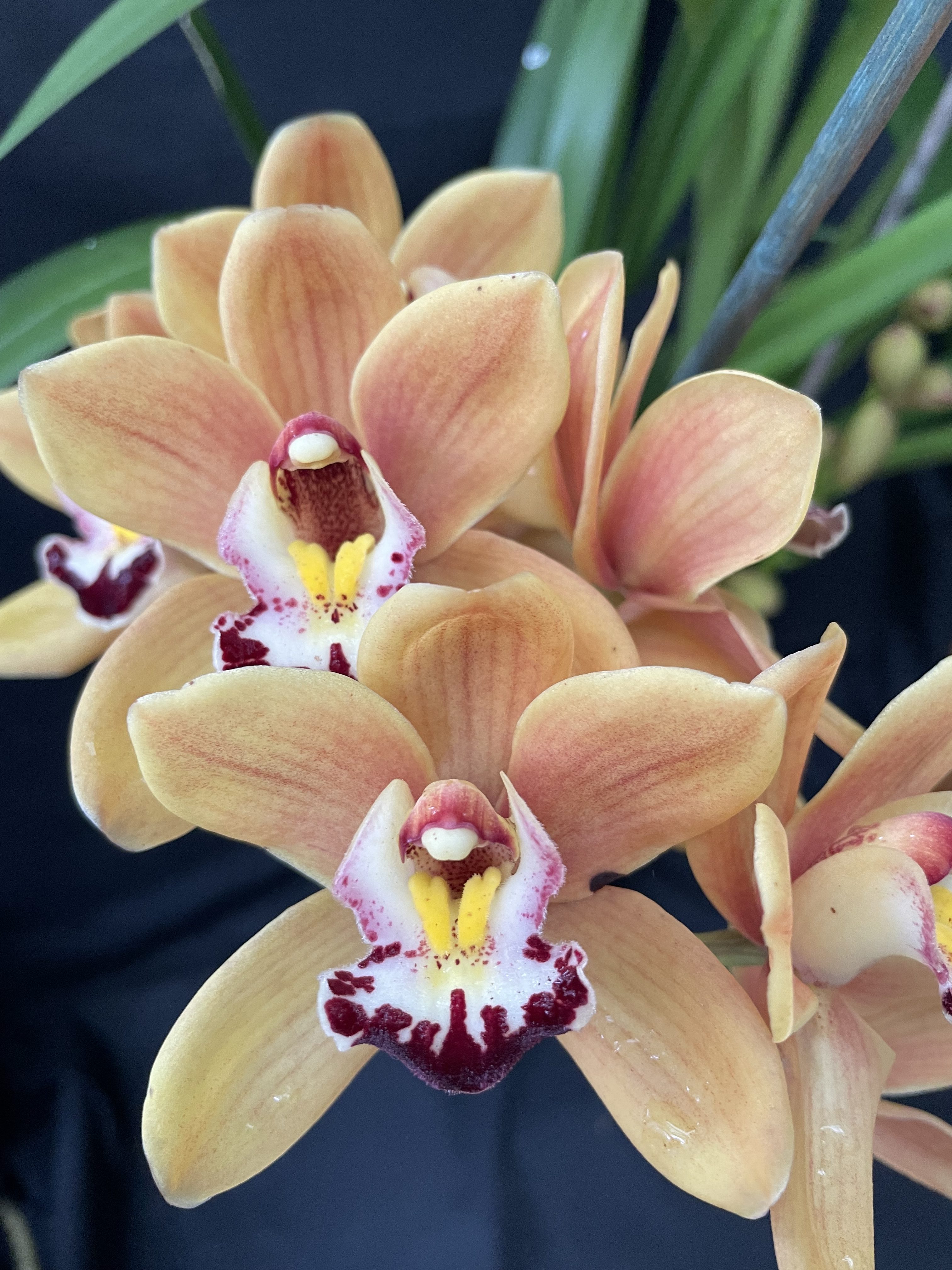 Cymbidium ‘Orange Gem’ | Southern Suburbs Orchid Society Inc.