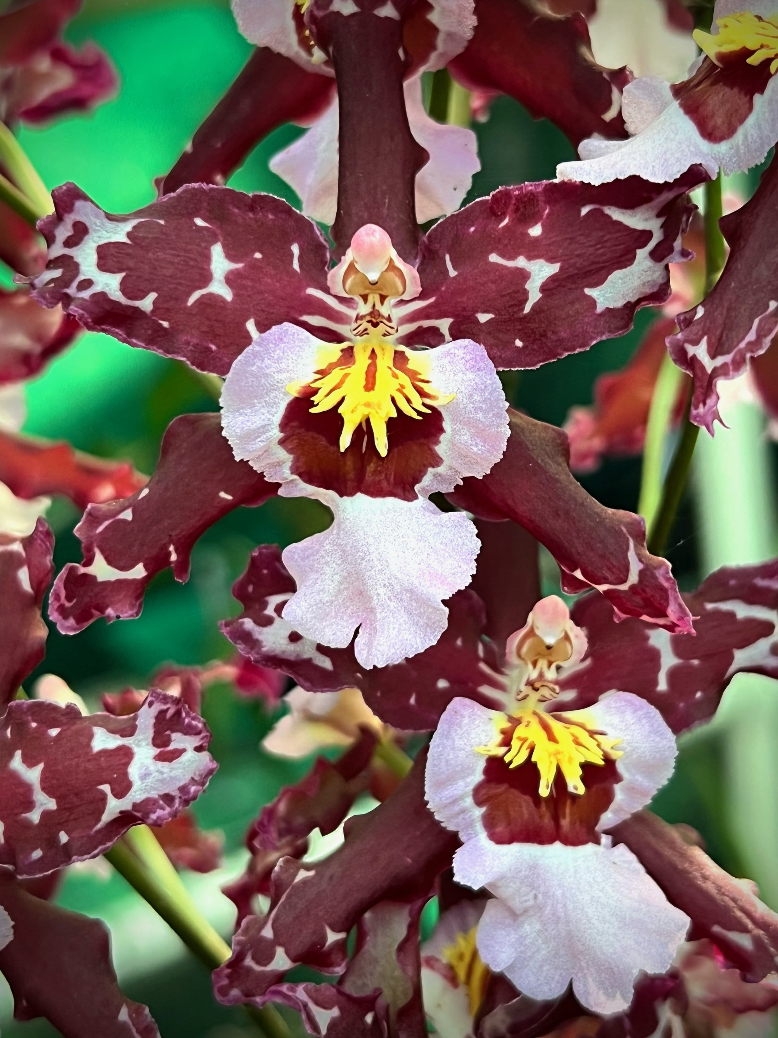 Wilsonara Speckled Apple ‘Malika’ | Southern Suburbs Orchid Society Inc.