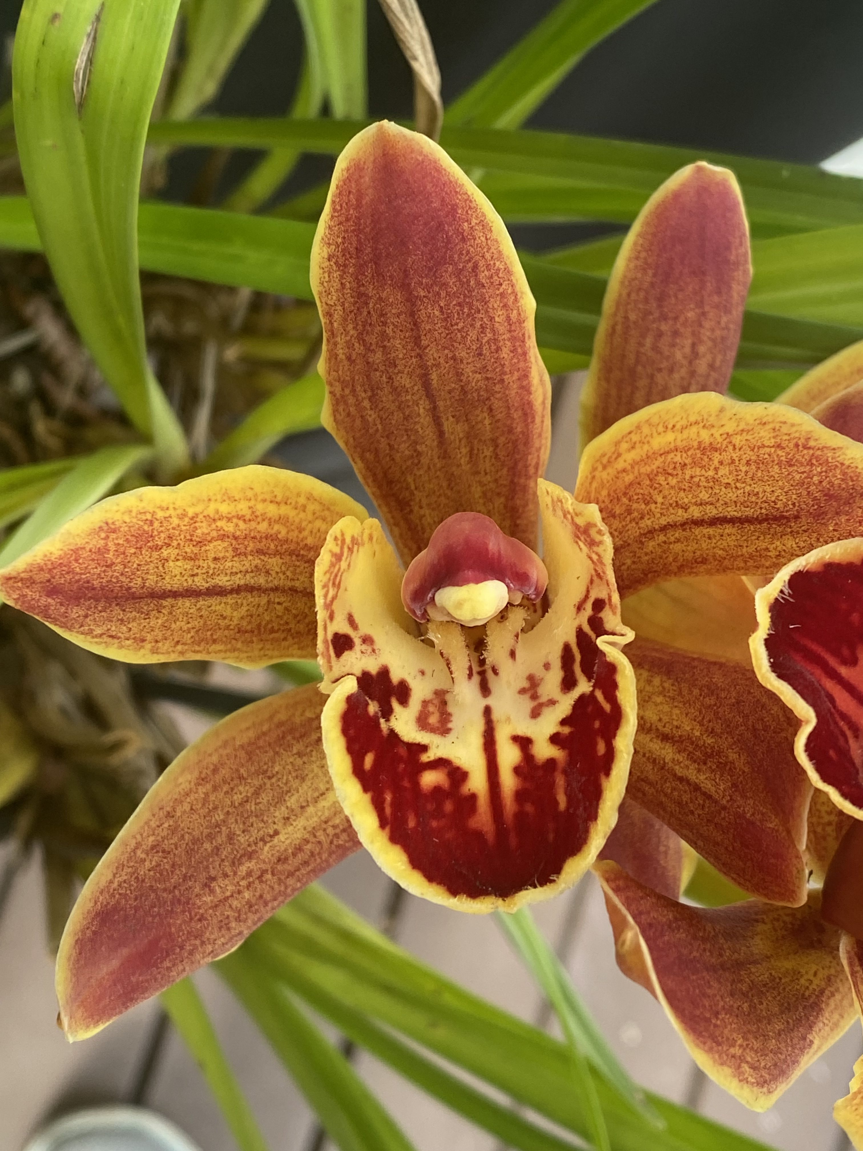 Cymbid Wallacia ‘Burnt Gold’ x Uluru ‘Orange Delight’ | Southern ...