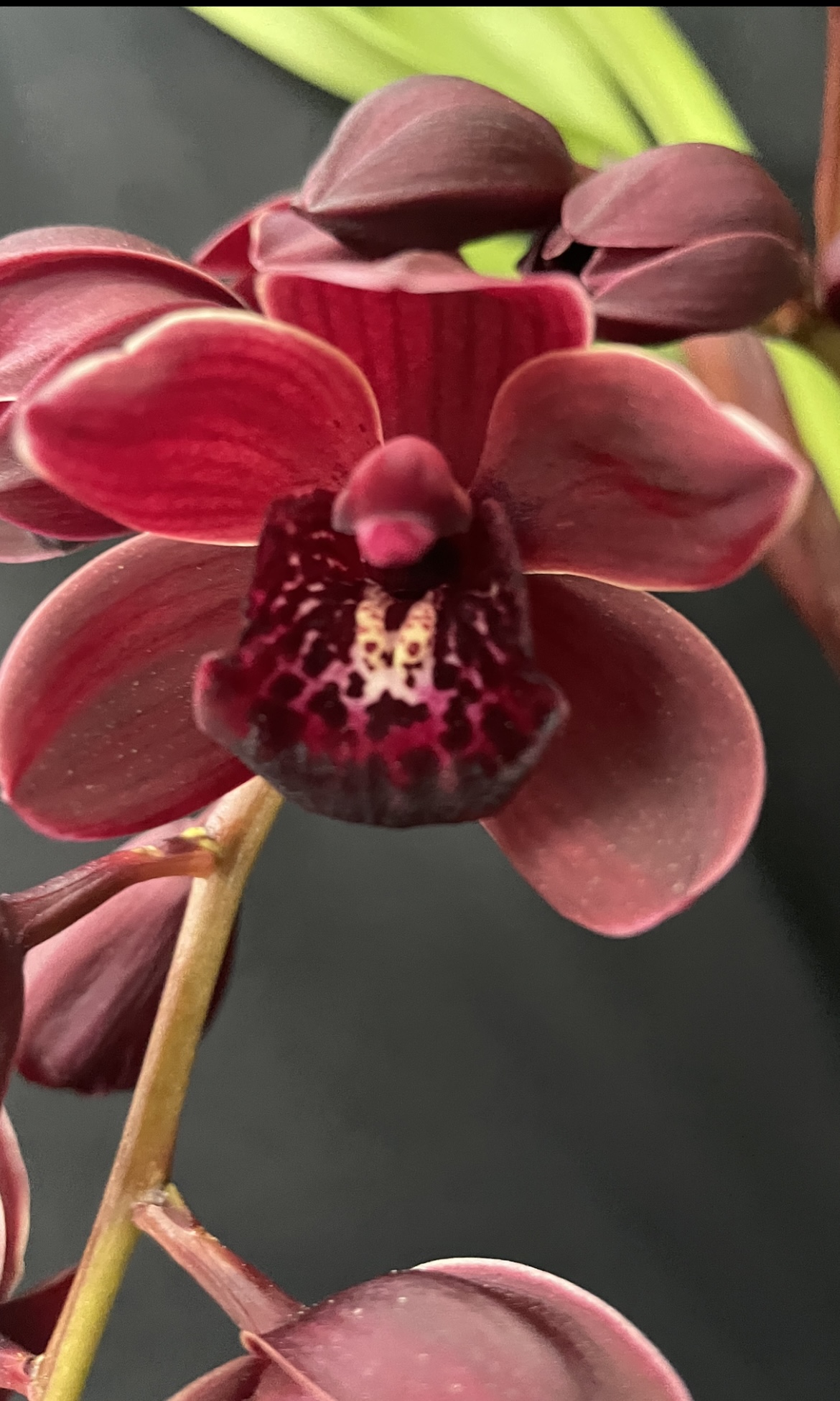 Cymbidium Ruby Pendant ‘Shiraz’ | Southern Suburbs Orchid Society Inc.