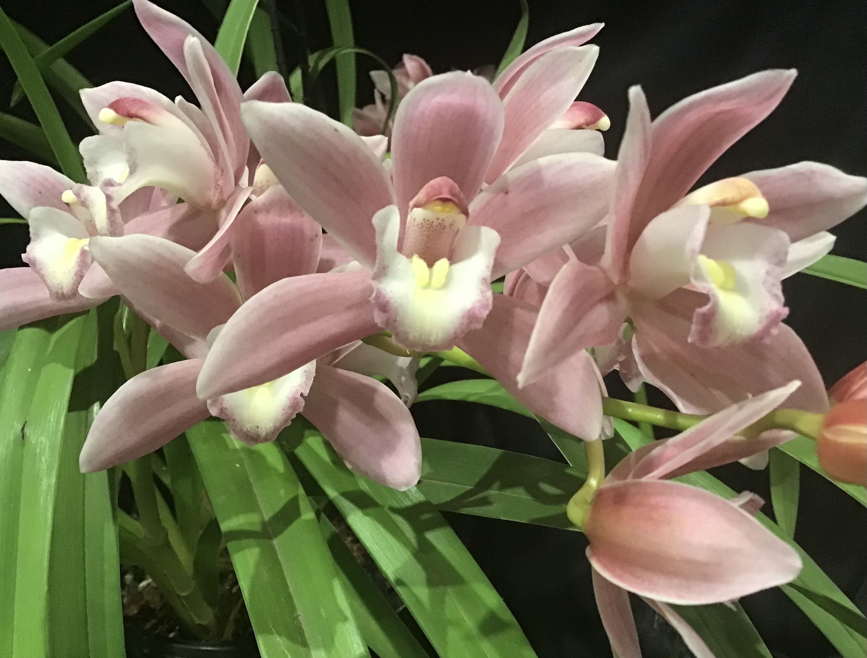 Cymbidium New Century ‘Rosie’ x Sarah Jean ‘Alexander’ | Southern ...