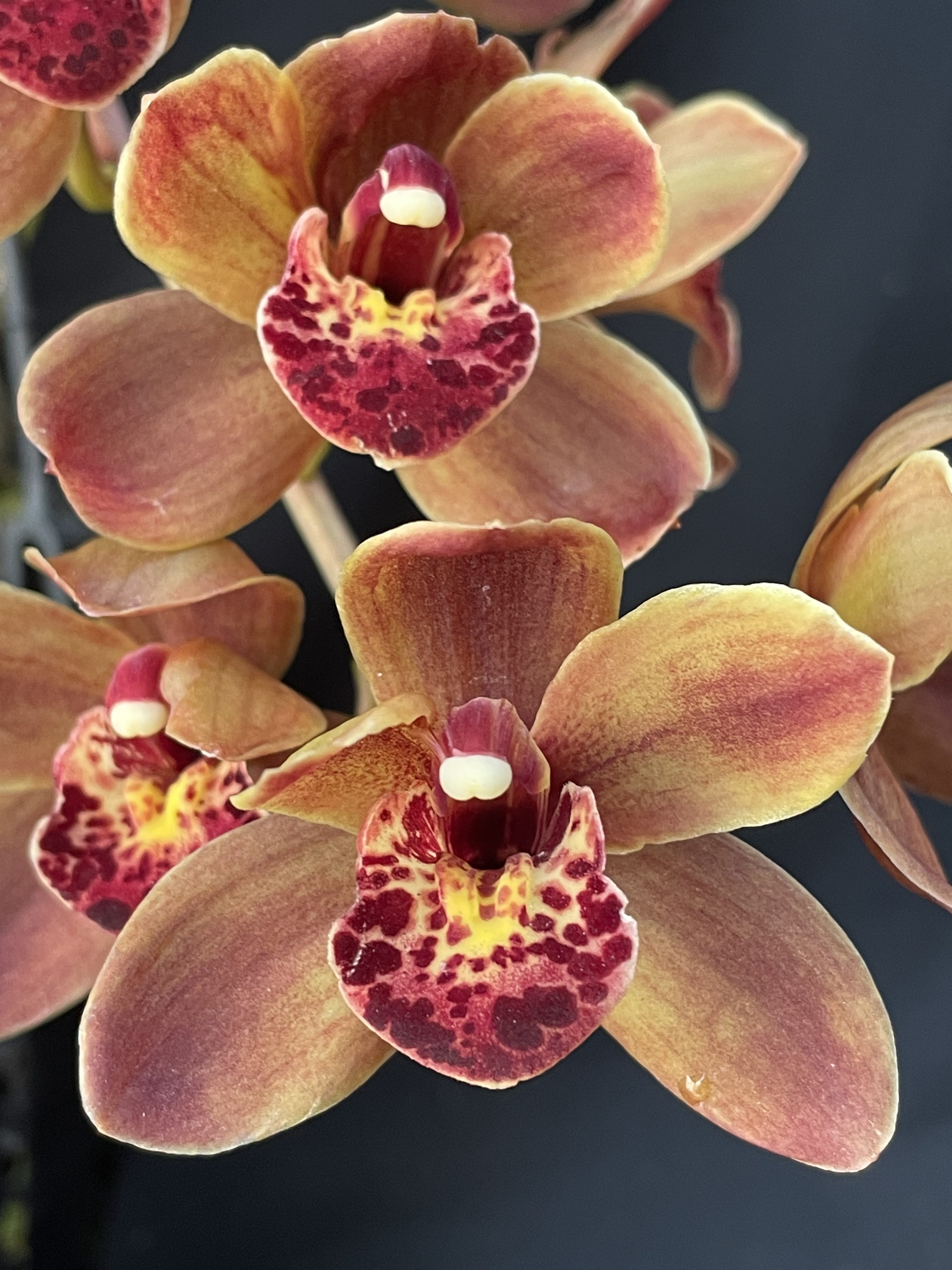 Cymbidium Dr Len ‘Ruby Sunset | Southern Suburbs Orchid Society Inc.