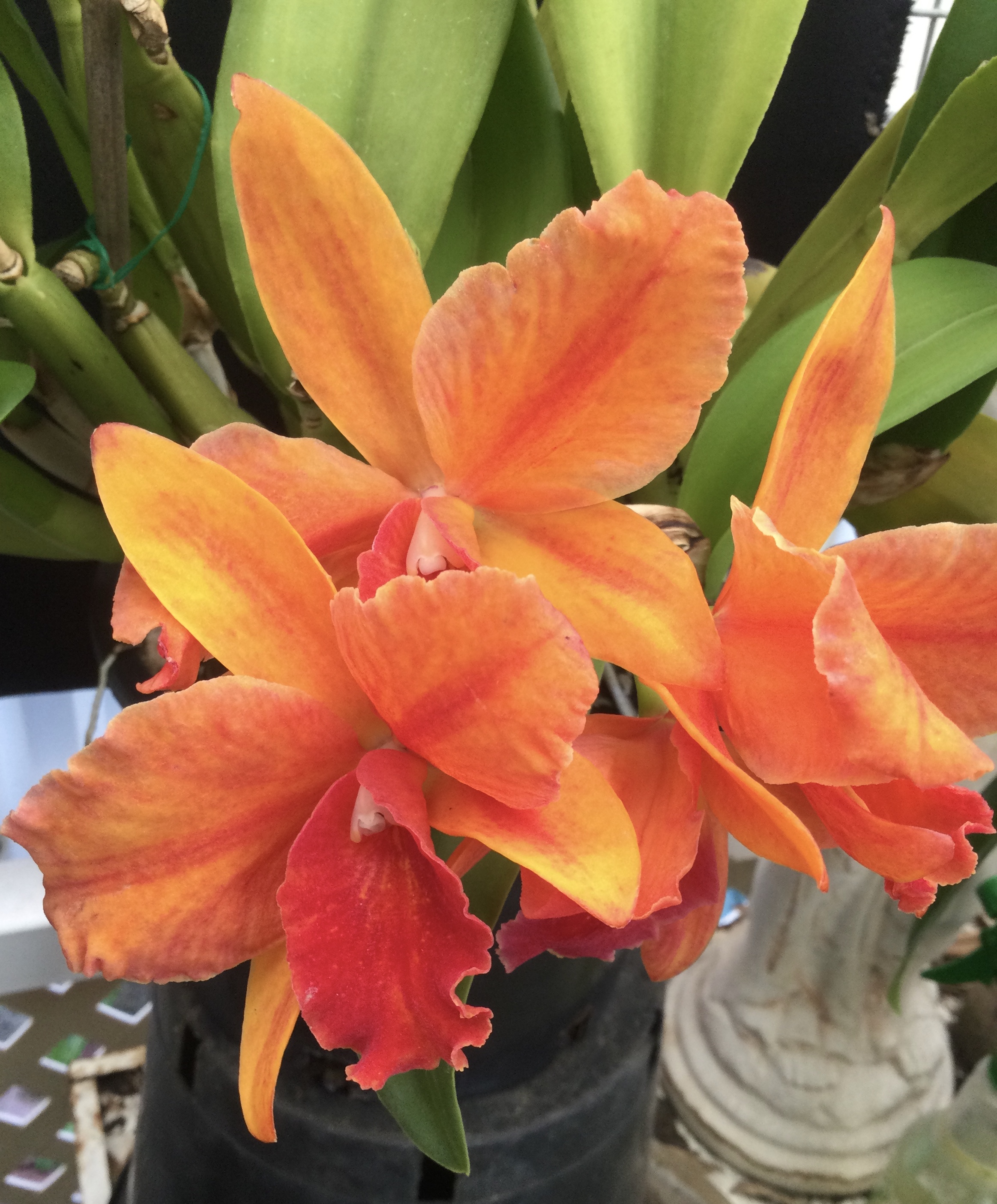 Slc. Hazel Boyd ‘Elizabeth’ | Southern Suburbs Orchid Society Inc.