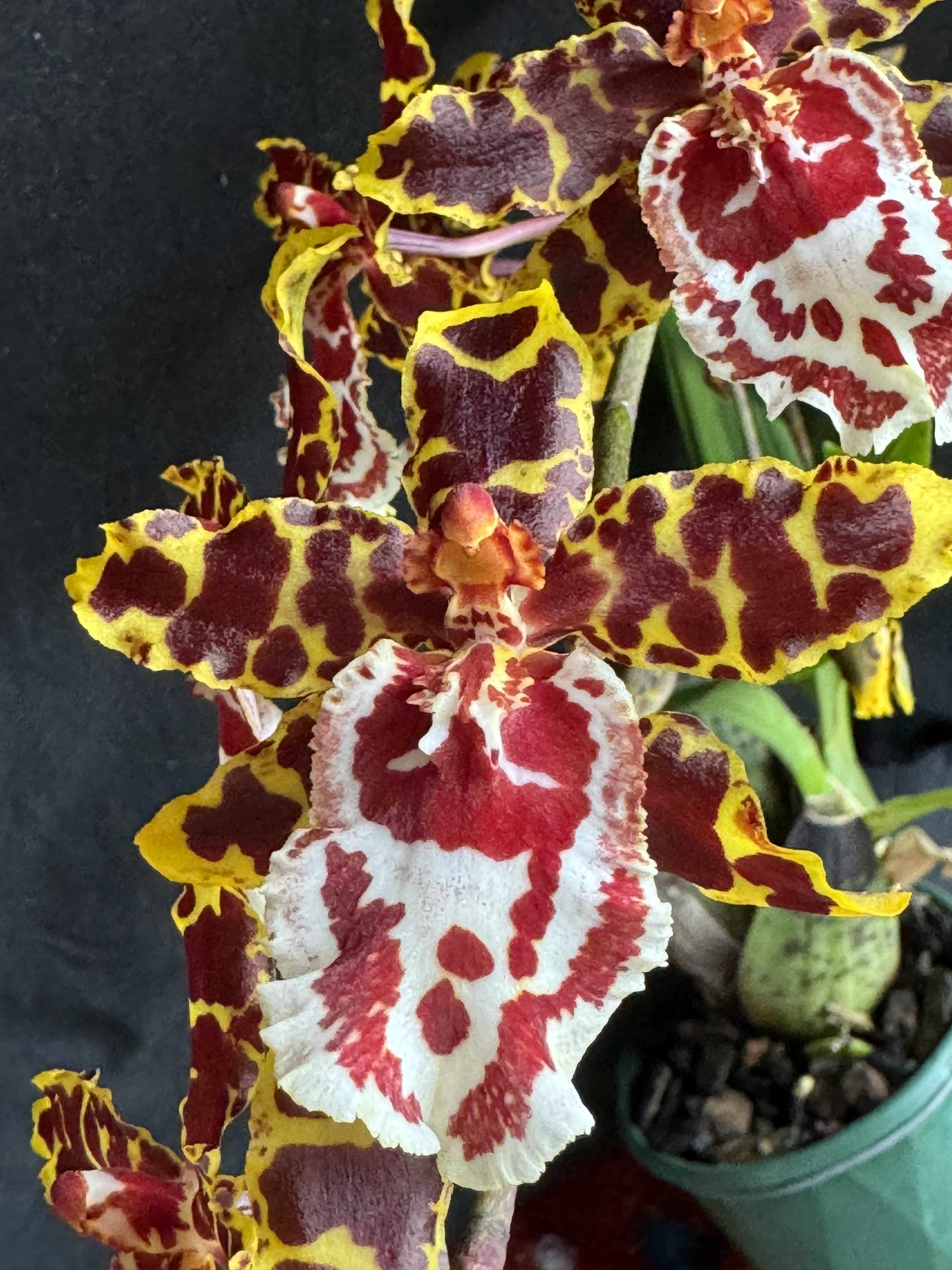 Oncidium Wild Cat ‘Bobcat’ | Southern Suburbs Orchid Society Inc.
