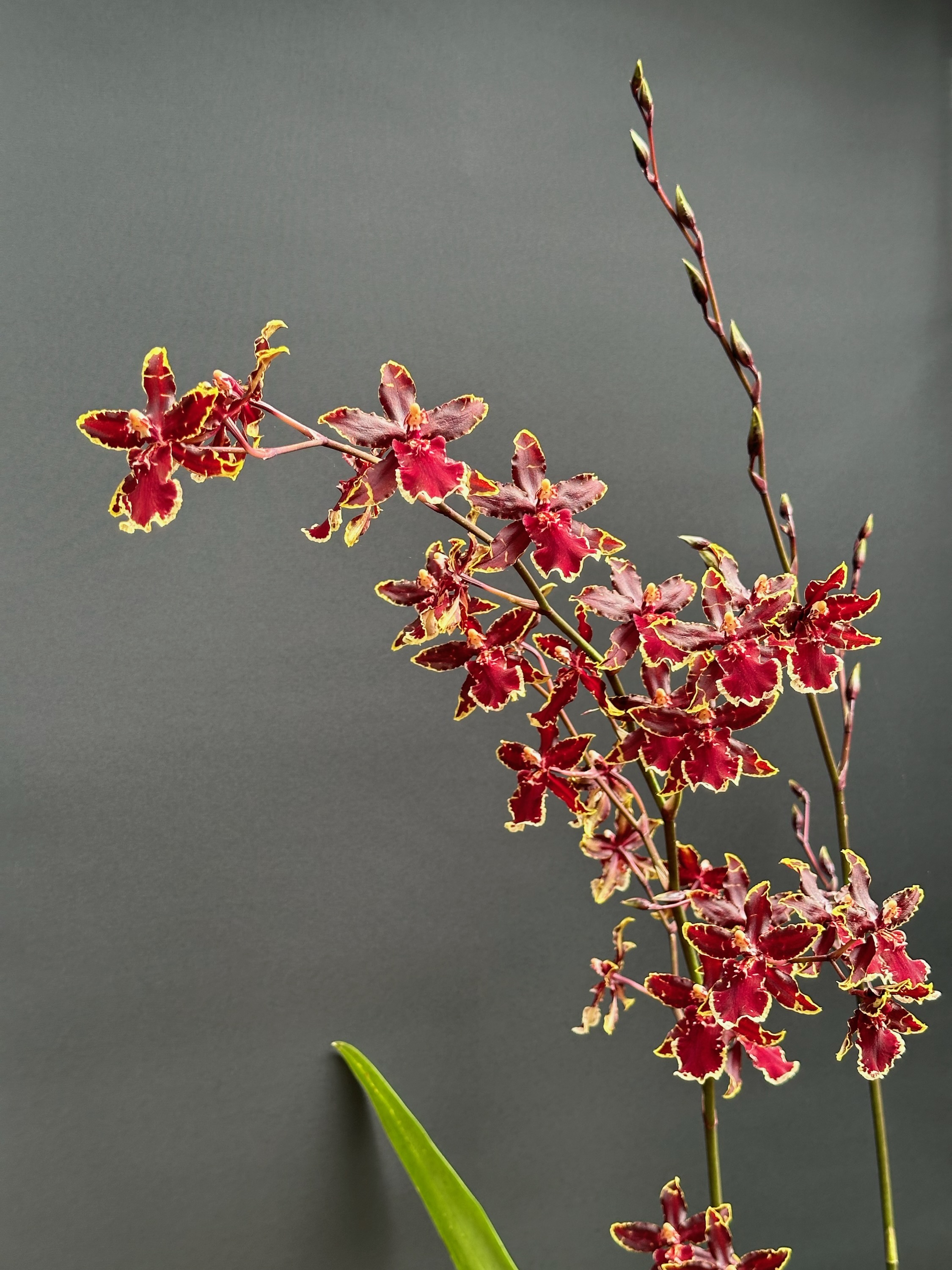 Oncidium Wildcat ‘Bobcat’ | Southern Suburbs Orchid Society Inc.