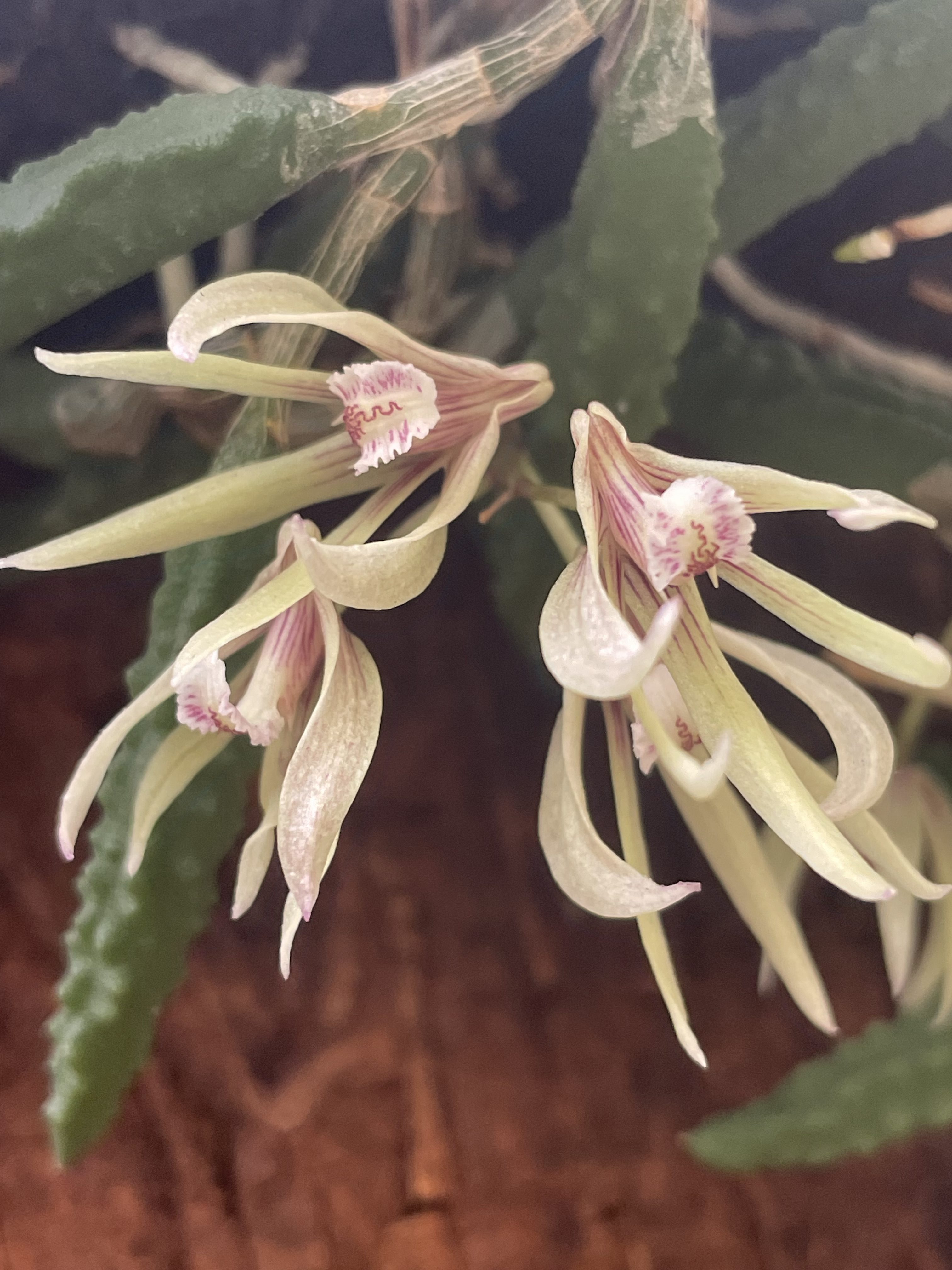 Terete Dendrobium ‘Polski Ogorki’ x ‘Summer Day’ | Southern Suburbs ...