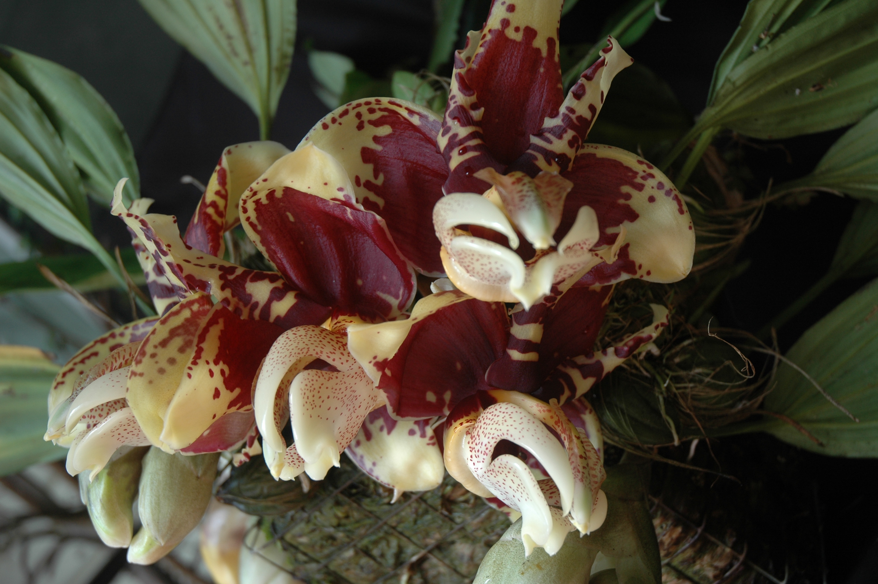 Stanhopea Nigroviolacea | Southern Suburbs Orchid Society Inc.