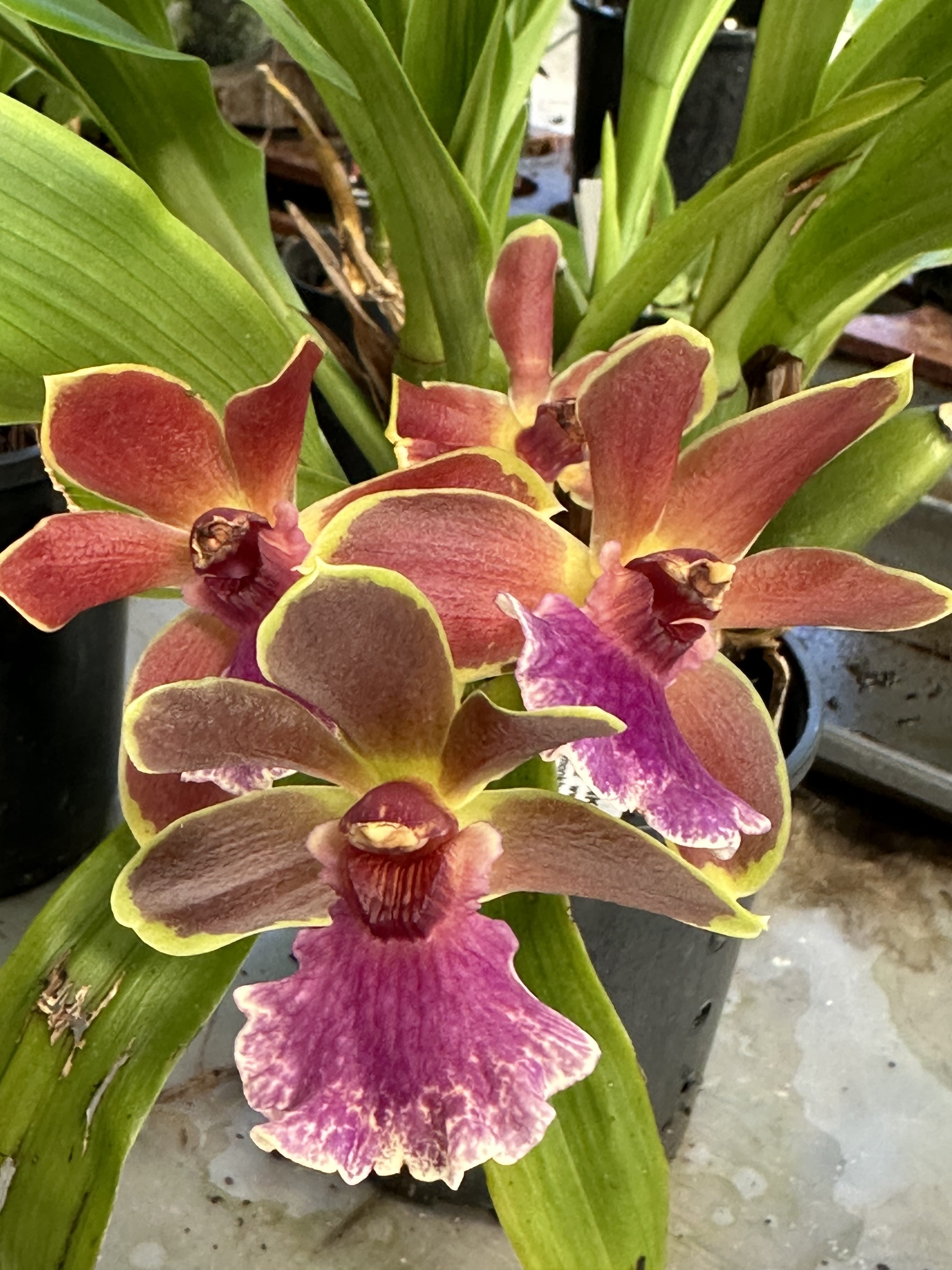 Zygopabstia Dragon Kitten ‘Purr’ | Southern Suburbs Orchid Society Inc.