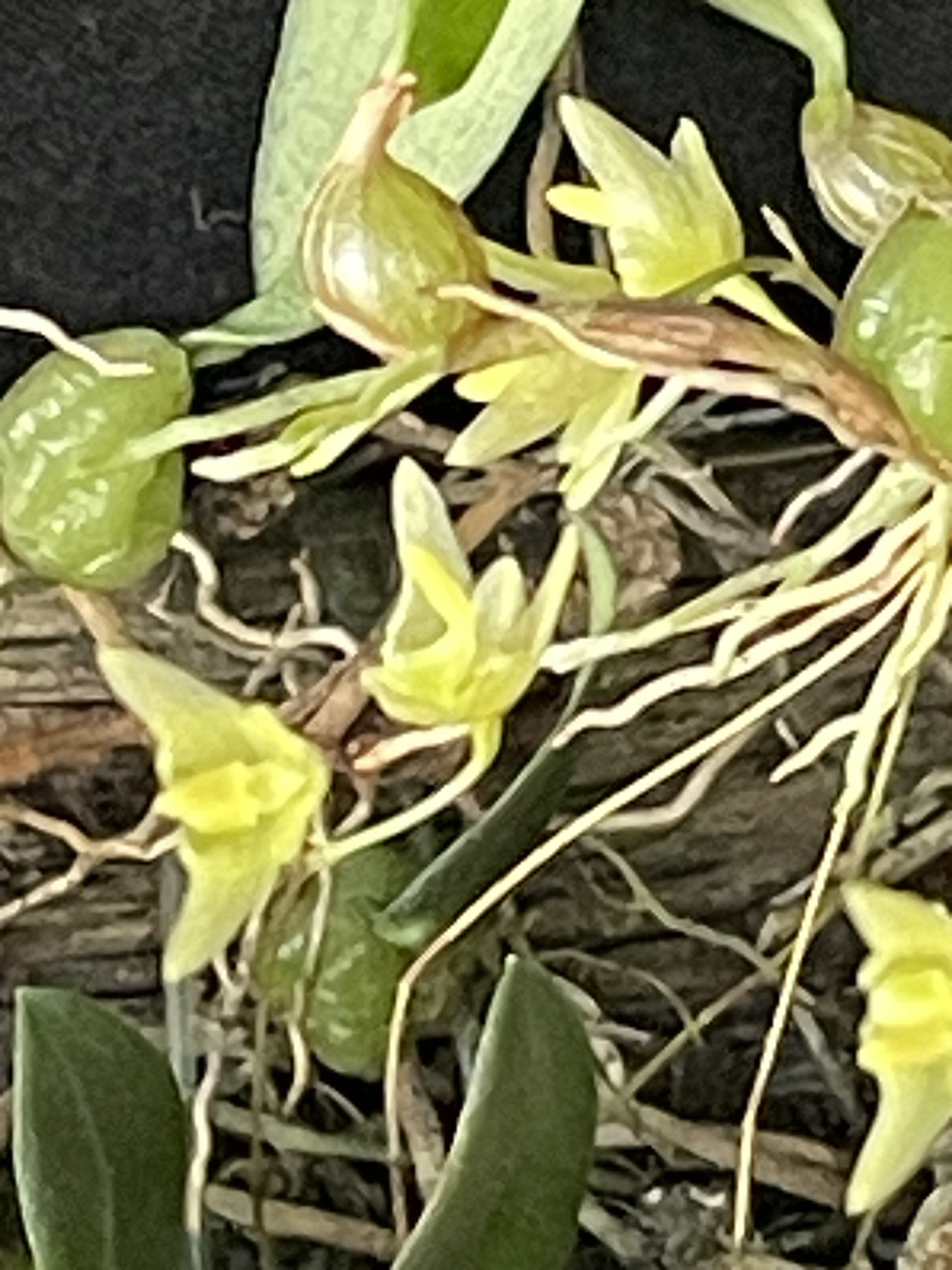 Bulbophyllum exiguum | Southern Suburbs Orchid Society Inc.