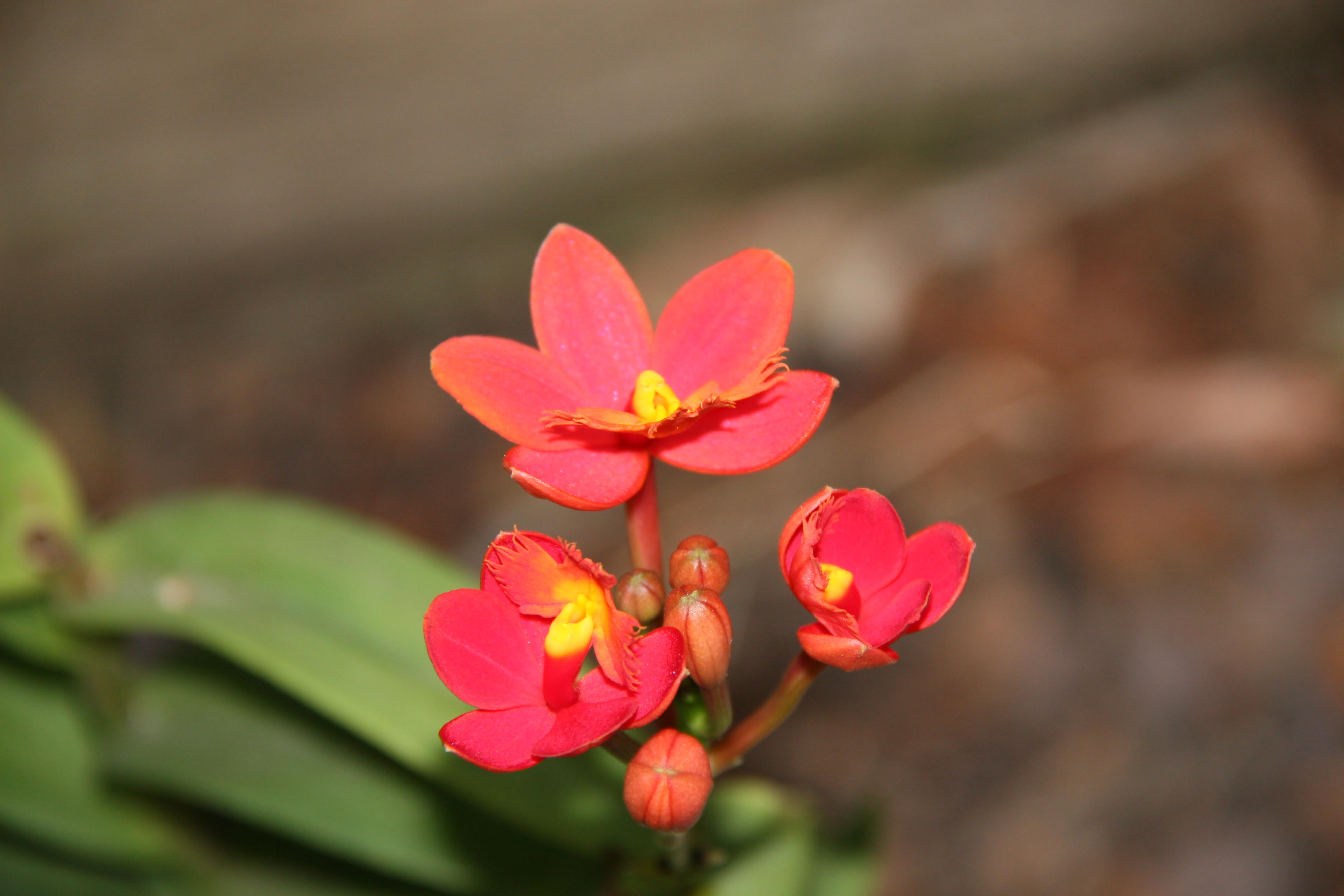 Epi Pacific Sparkler ‘Fireworks’ | Southern Suburbs Orchid Society Inc.