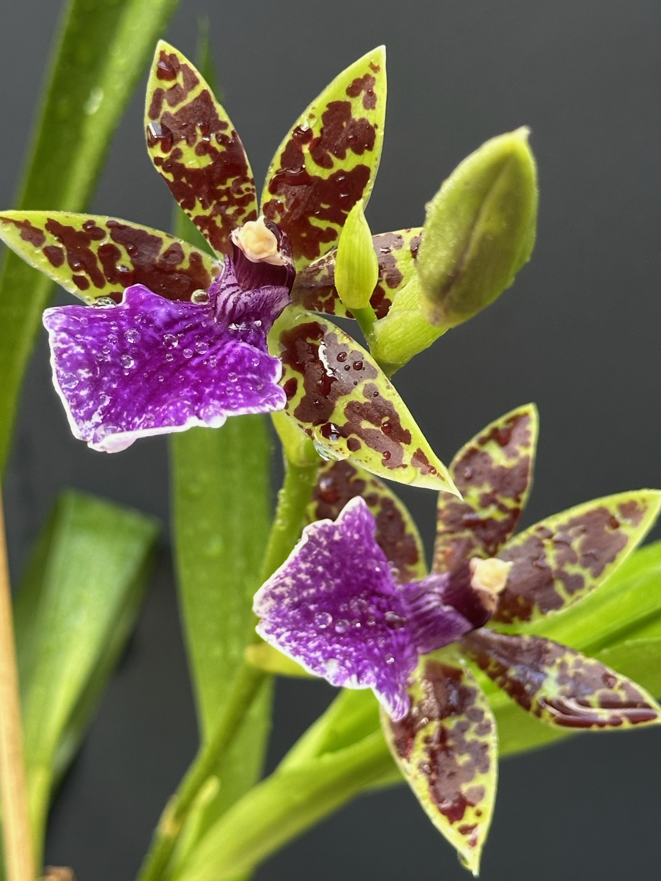 Zygopetaum intermedia x Mackayii | Southern Suburbs Orchid Society Inc.