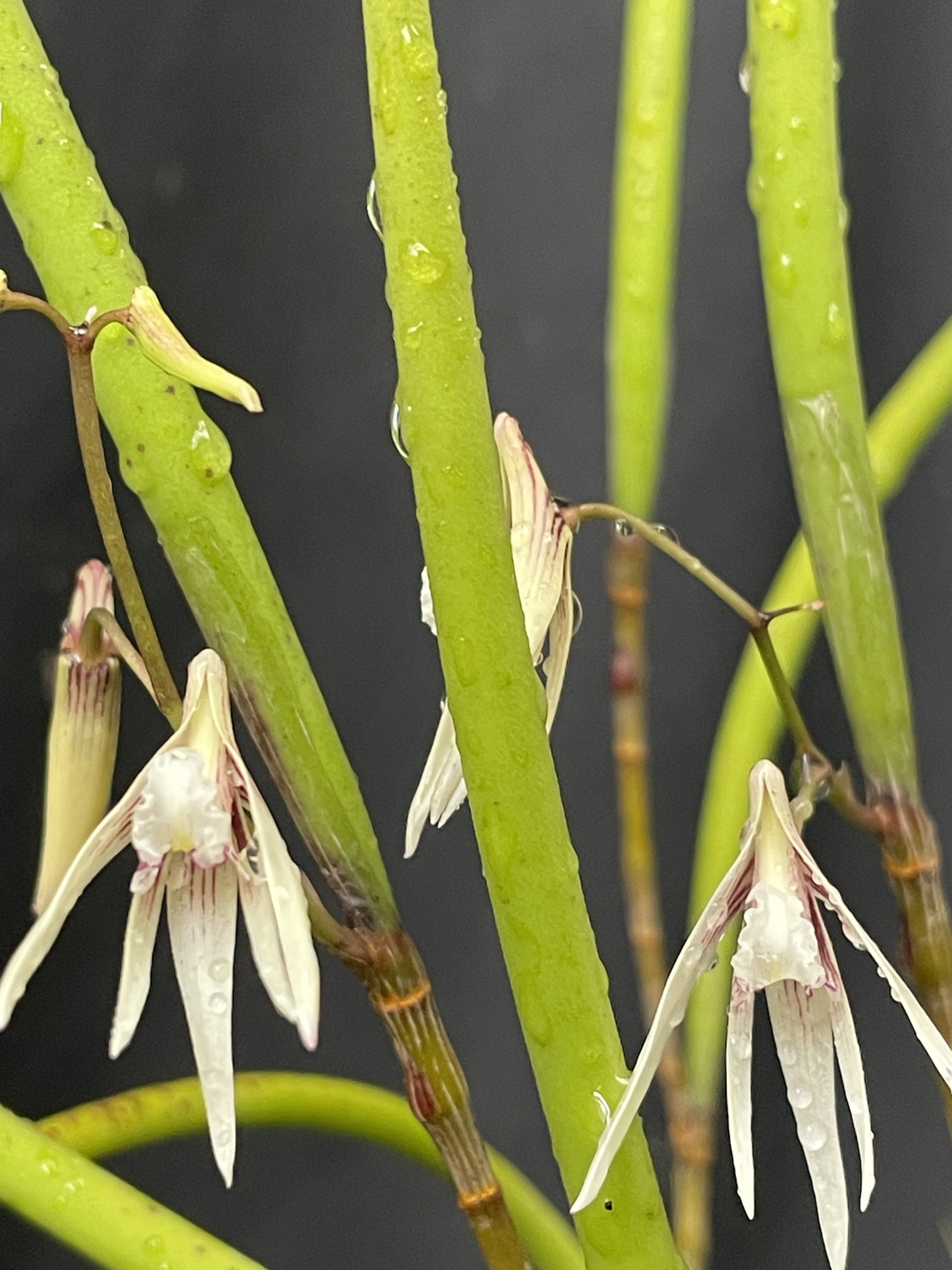 Den Dockrillia ‘Anthedon Star’ | Southern Suburbs Orchid Society Inc.
