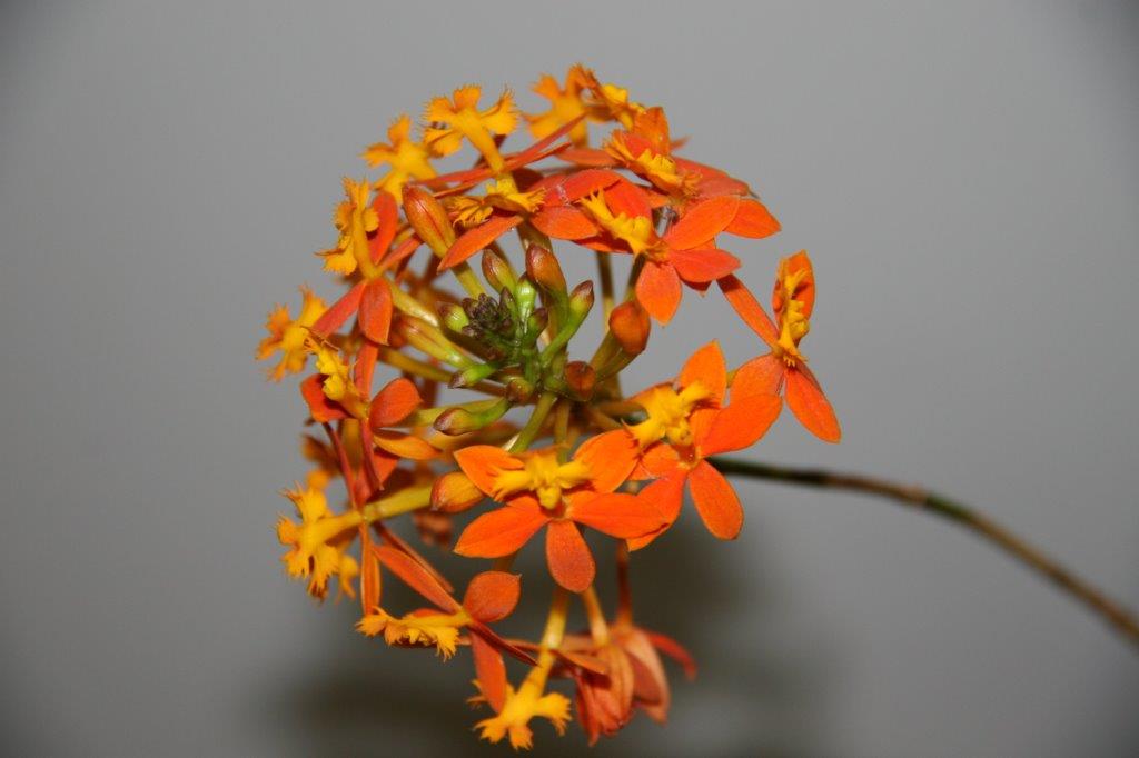 EPI Orange Flame | Southern Suburbs Orchid Society Inc.