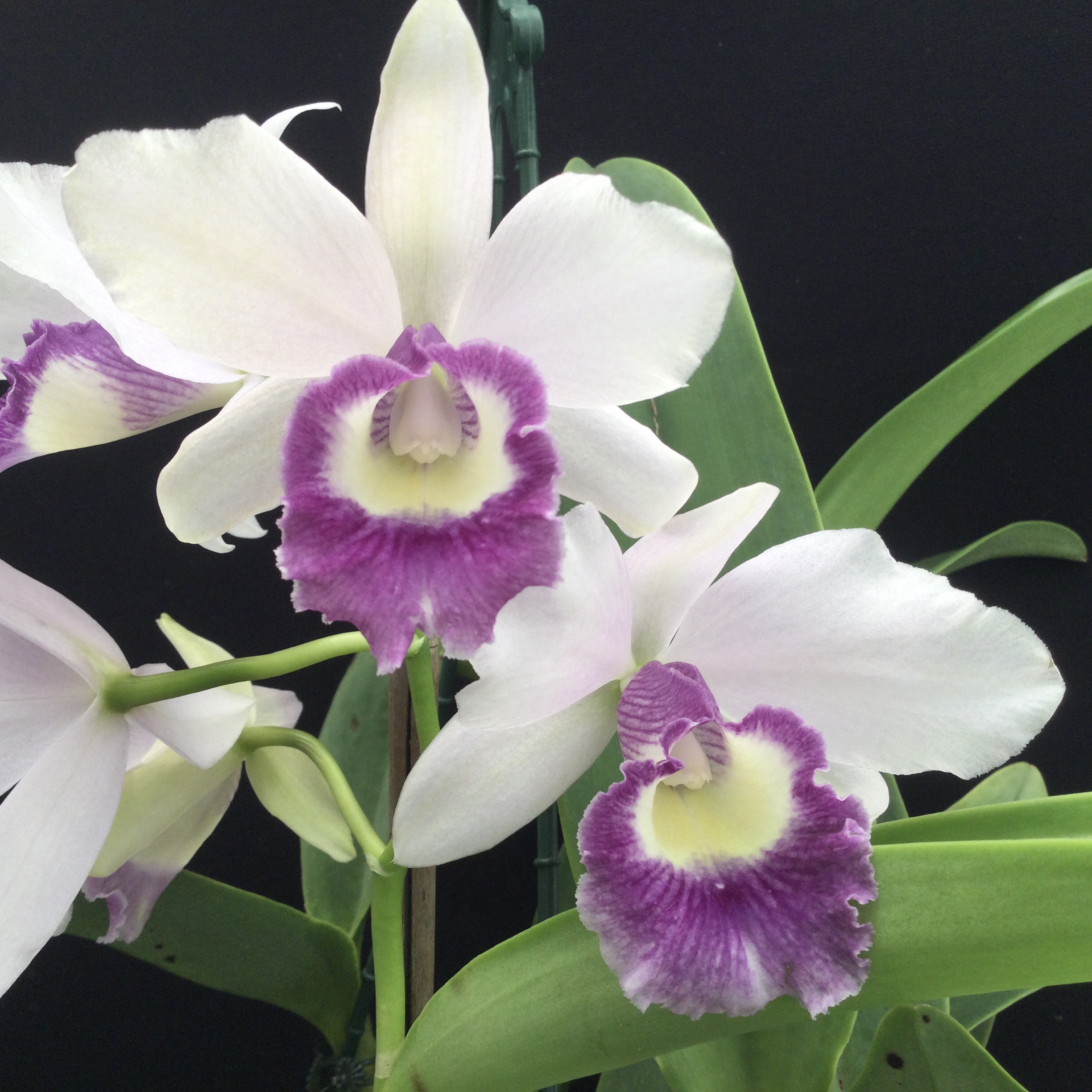 Cattleya Blue Angel ‘Executive’ | Southern Suburbs Orchid Society Inc.