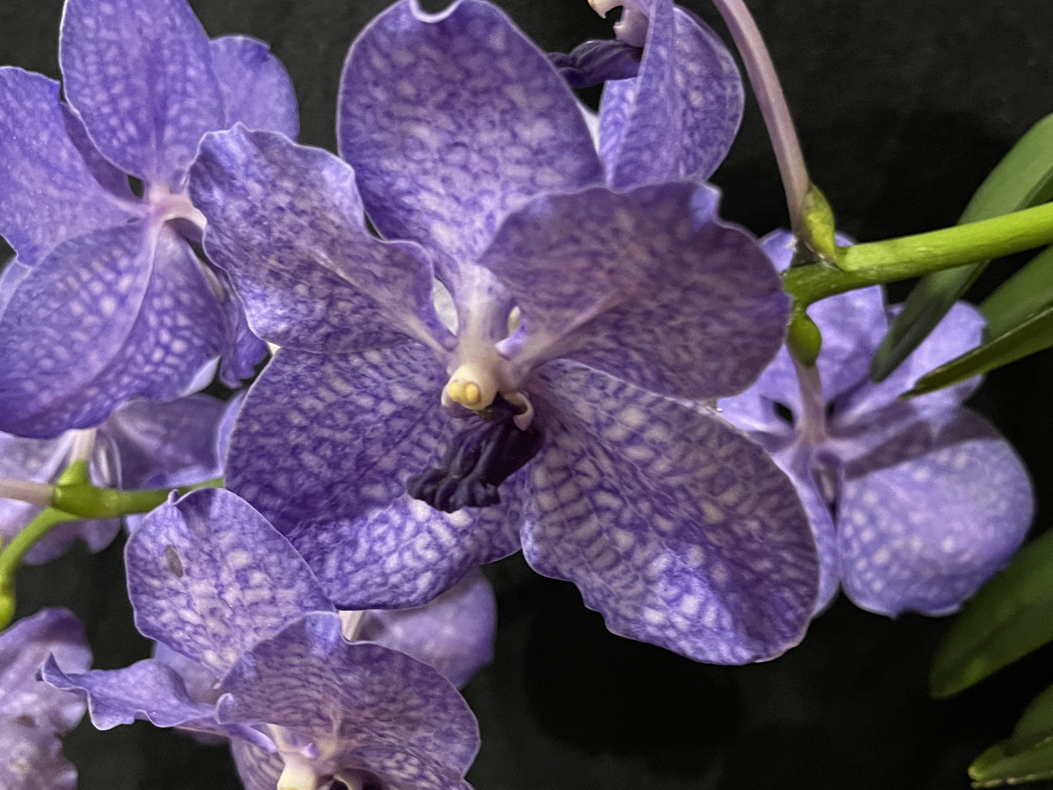 Vanda Pakchong Blue | Southern Suburbs Orchid Society Inc.