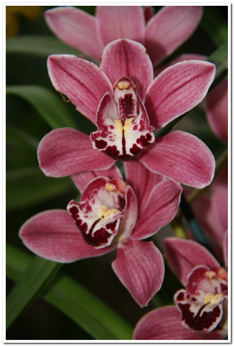 Cymbidium Ruby Delight | Southern Suburbs Orchid Society Inc.