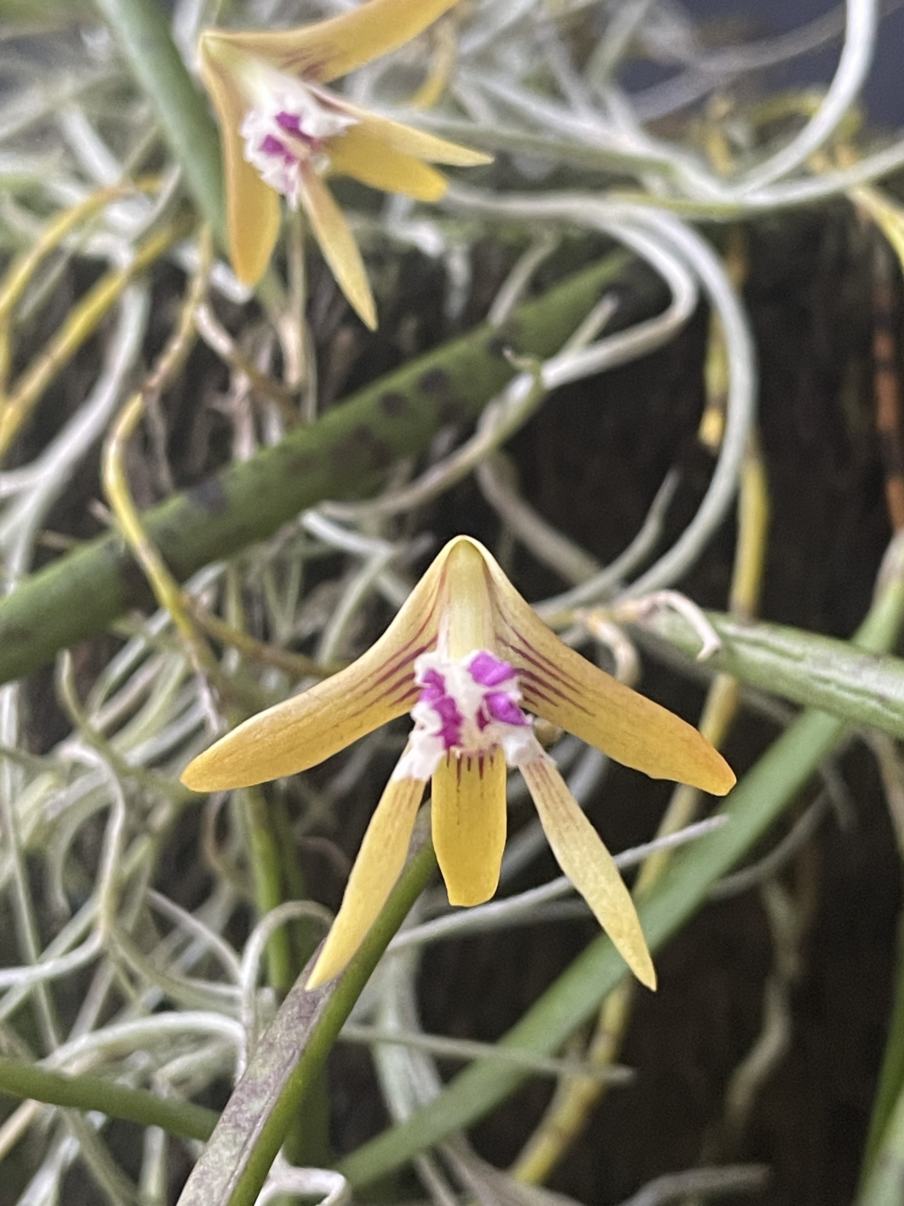 Dendrobium Green Gem ‘Botanic Ridge’ x pugioniforme ‘Purple Lip ...