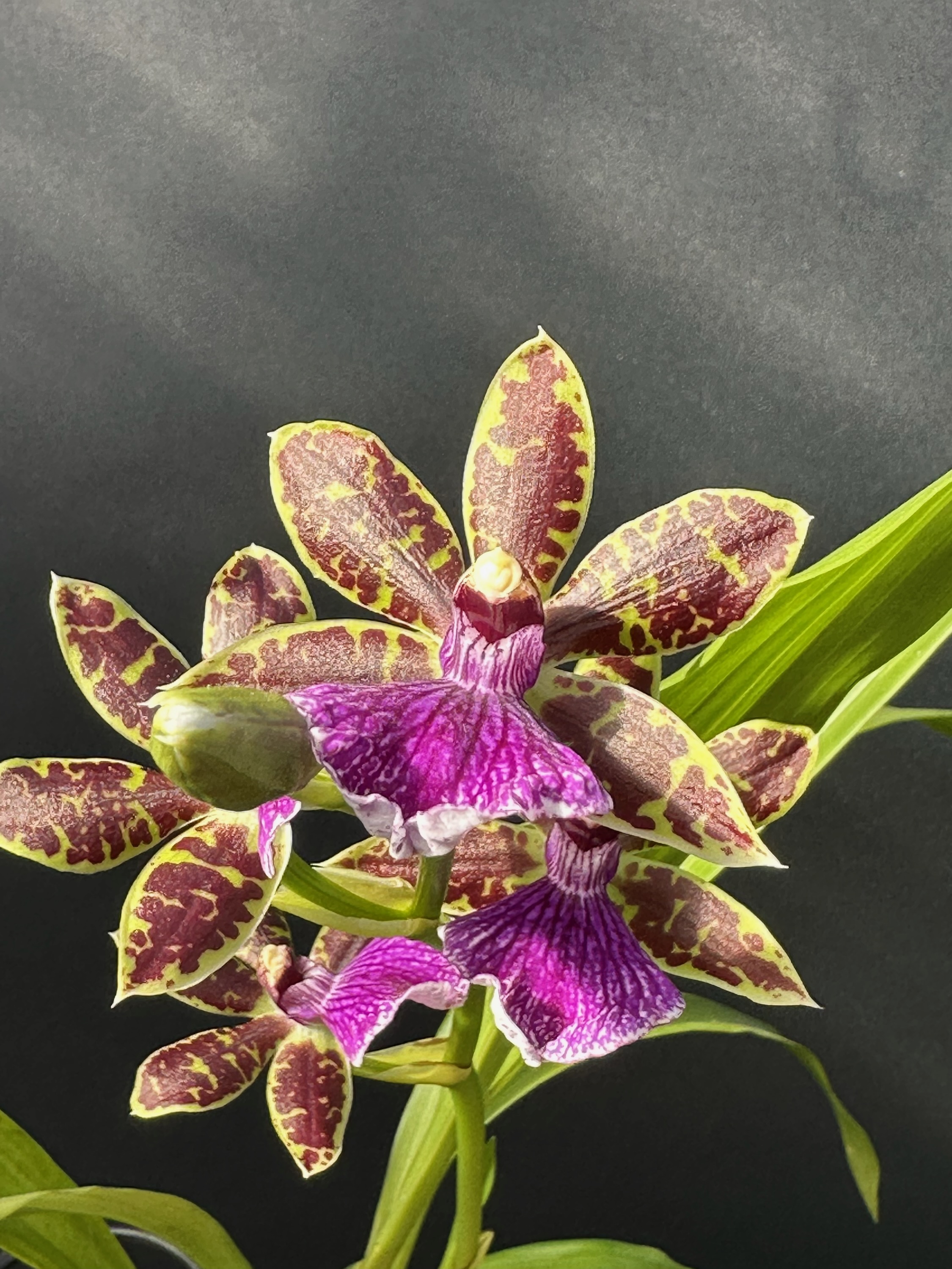 Zygopetalum Intermedia x Mackayi | Southern Suburbs Orchid Society Inc.