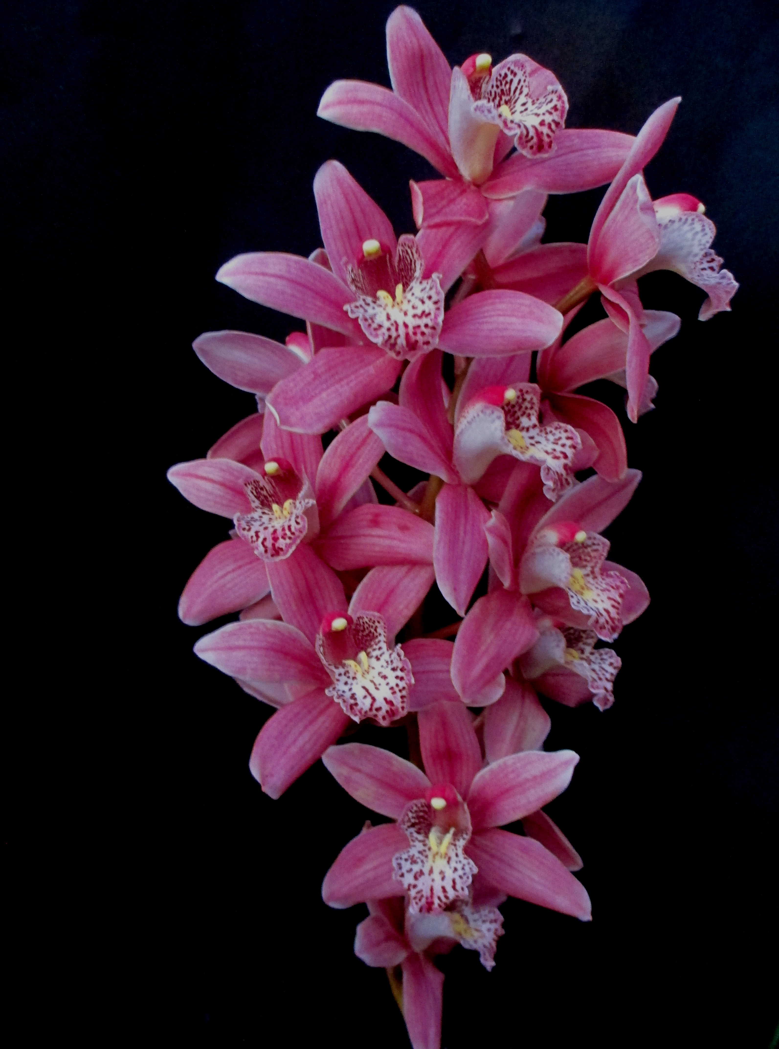 Cymbid Foxfire ‘Mini Lyric’ | Southern Suburbs Orchid Society Inc.