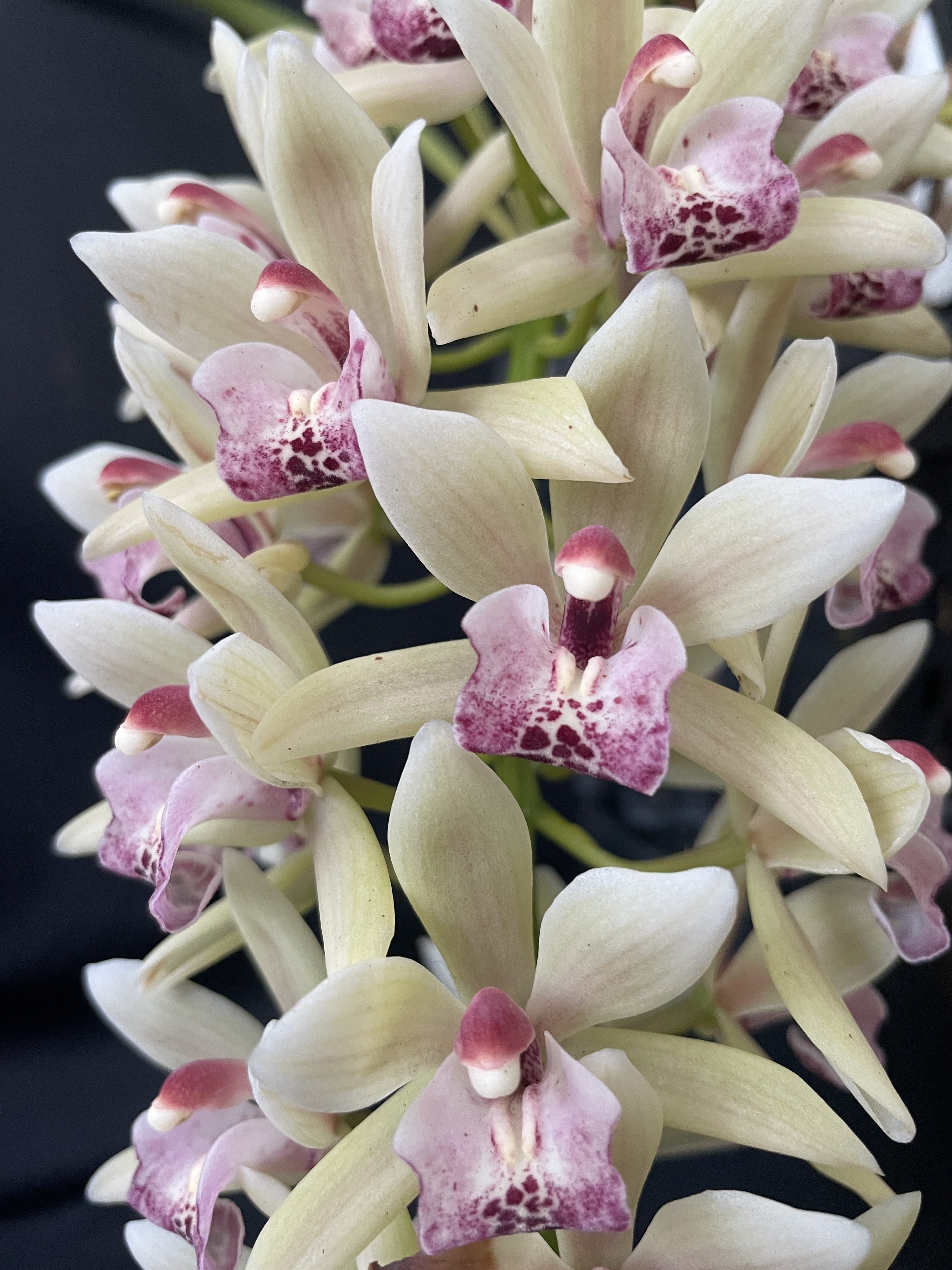 Cymbidium Mary Green ‘Limelight’ | Southern Suburbs Orchid Society Inc.
