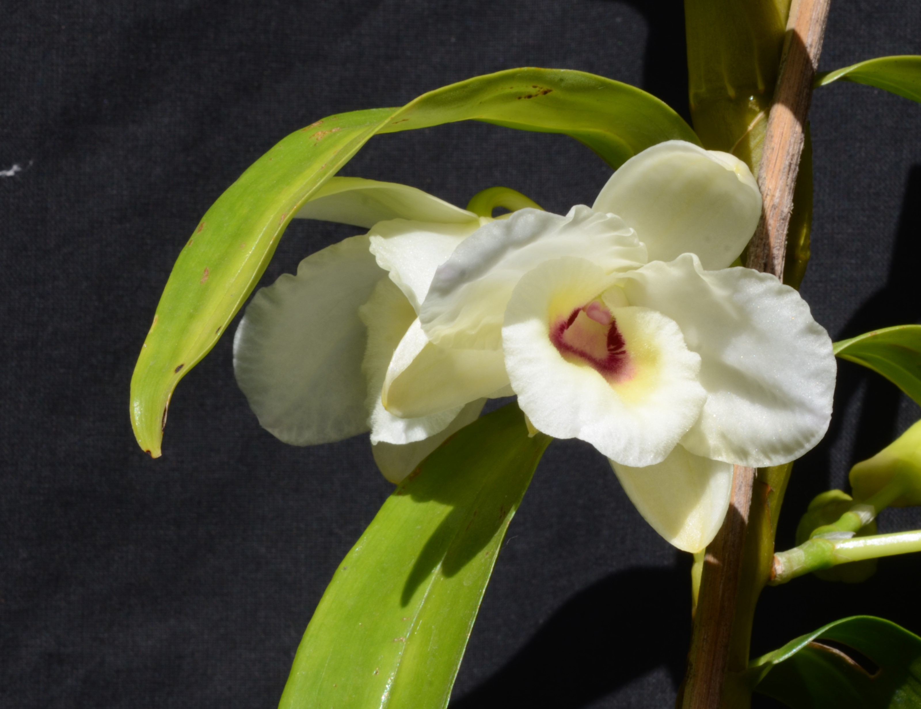 Den Soft cane Nobile | Southern Suburbs Orchid Society Inc.
