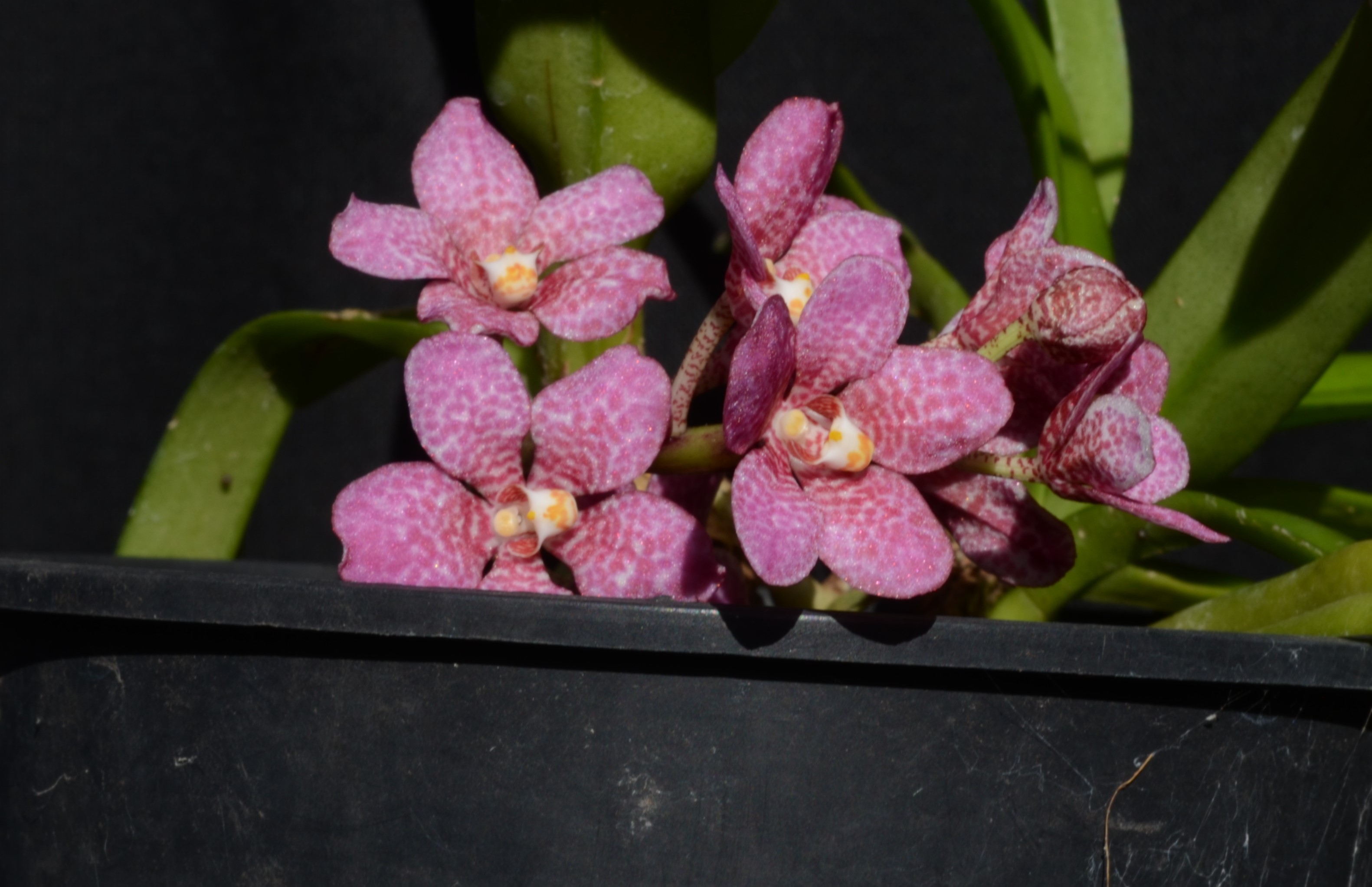 Sarc Rosella Spotty x Kulnura Absolute Dot | Southern Suburbs Orchid ...