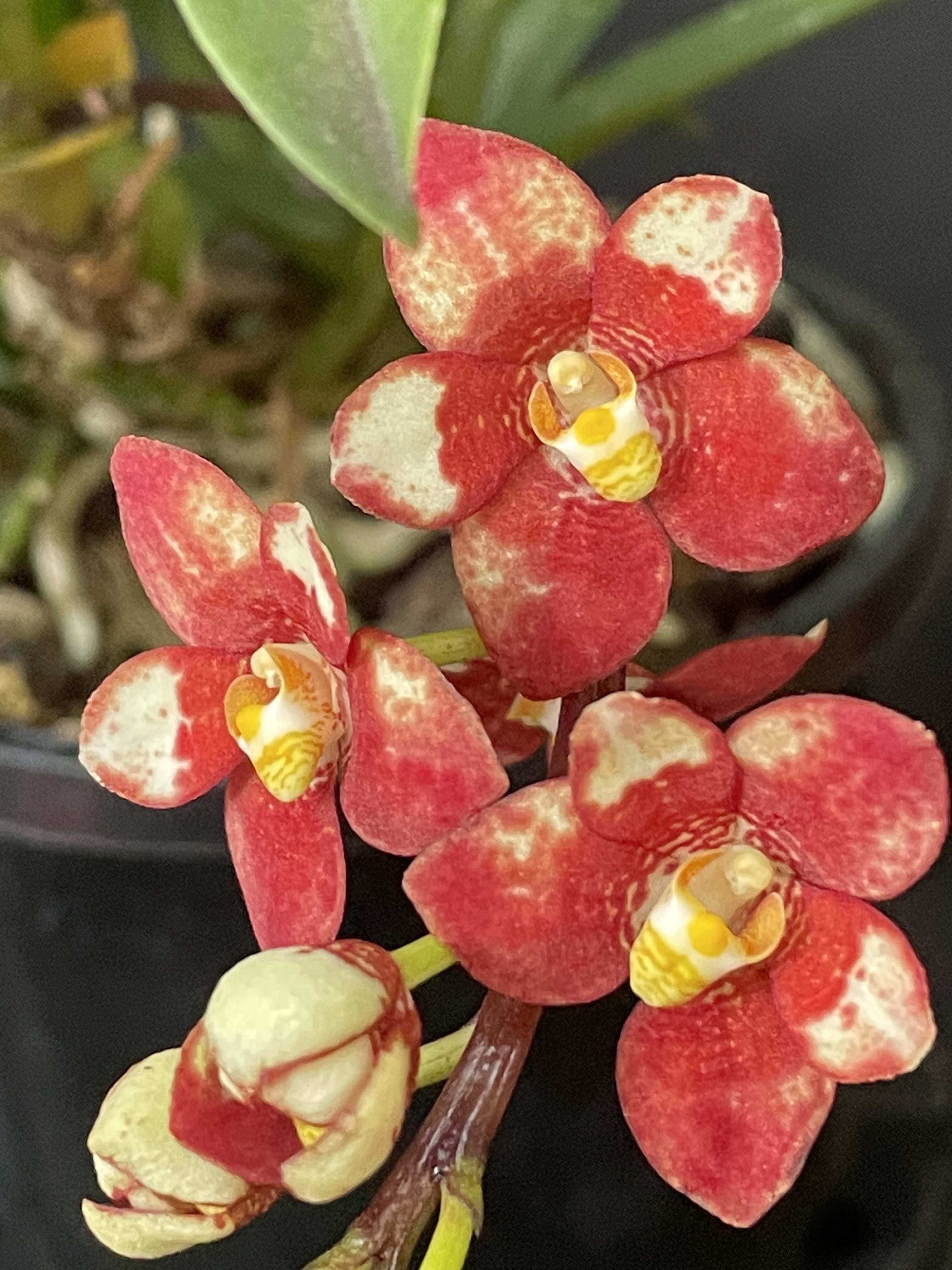 Sarcochilus Dunno Nicky’s Twin ‘Voodoo’ x Maria ‘Crimson Spots ...