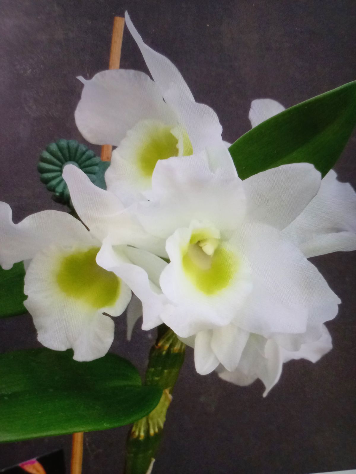 Dendrobium Nobile Spring Dream ‘Kumiko’ | Southern Suburbs Orchid ...
