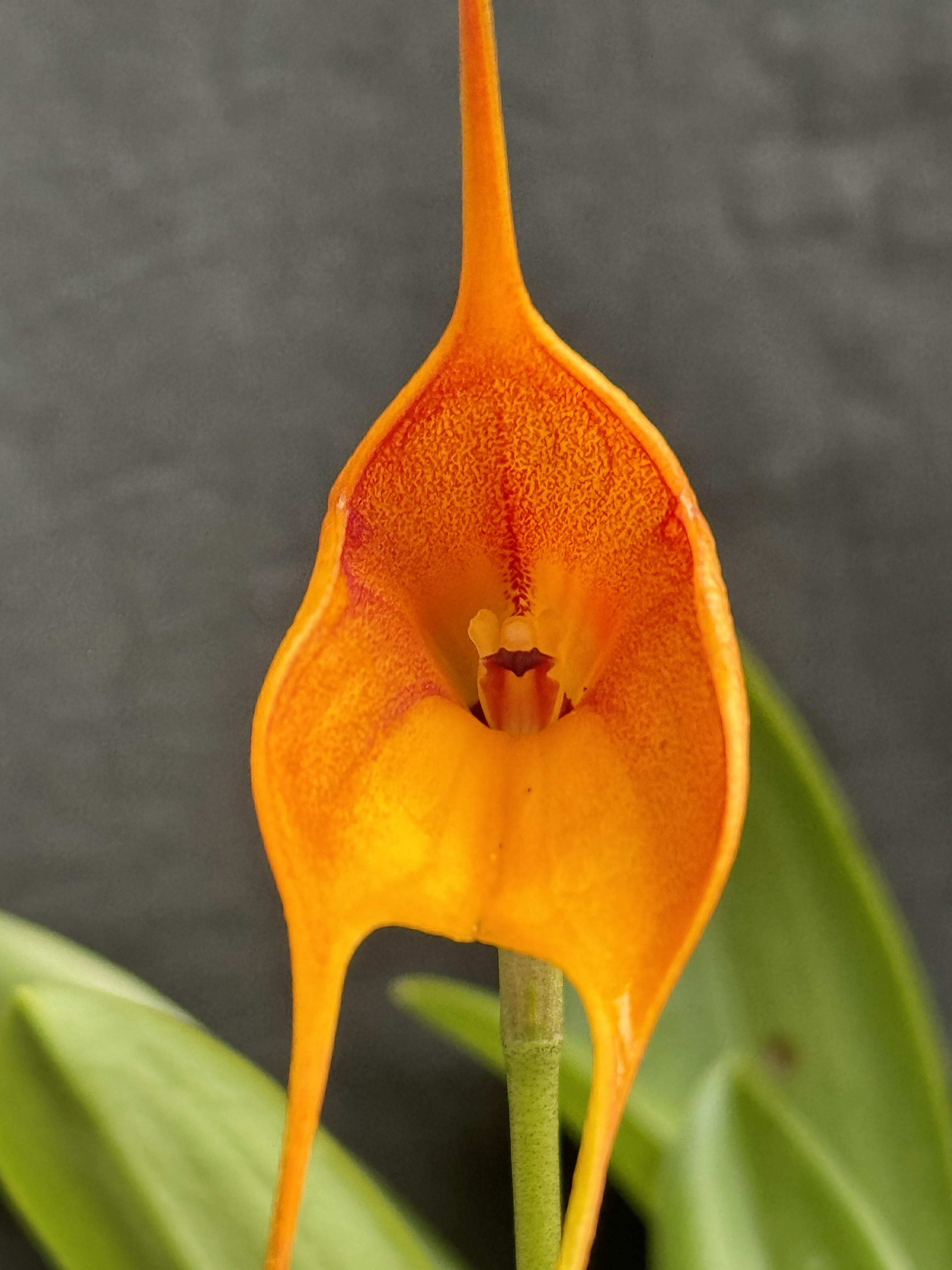 Masdevallia ‘Yellow Doll’ | Southern Suburbs Orchid Society Inc.