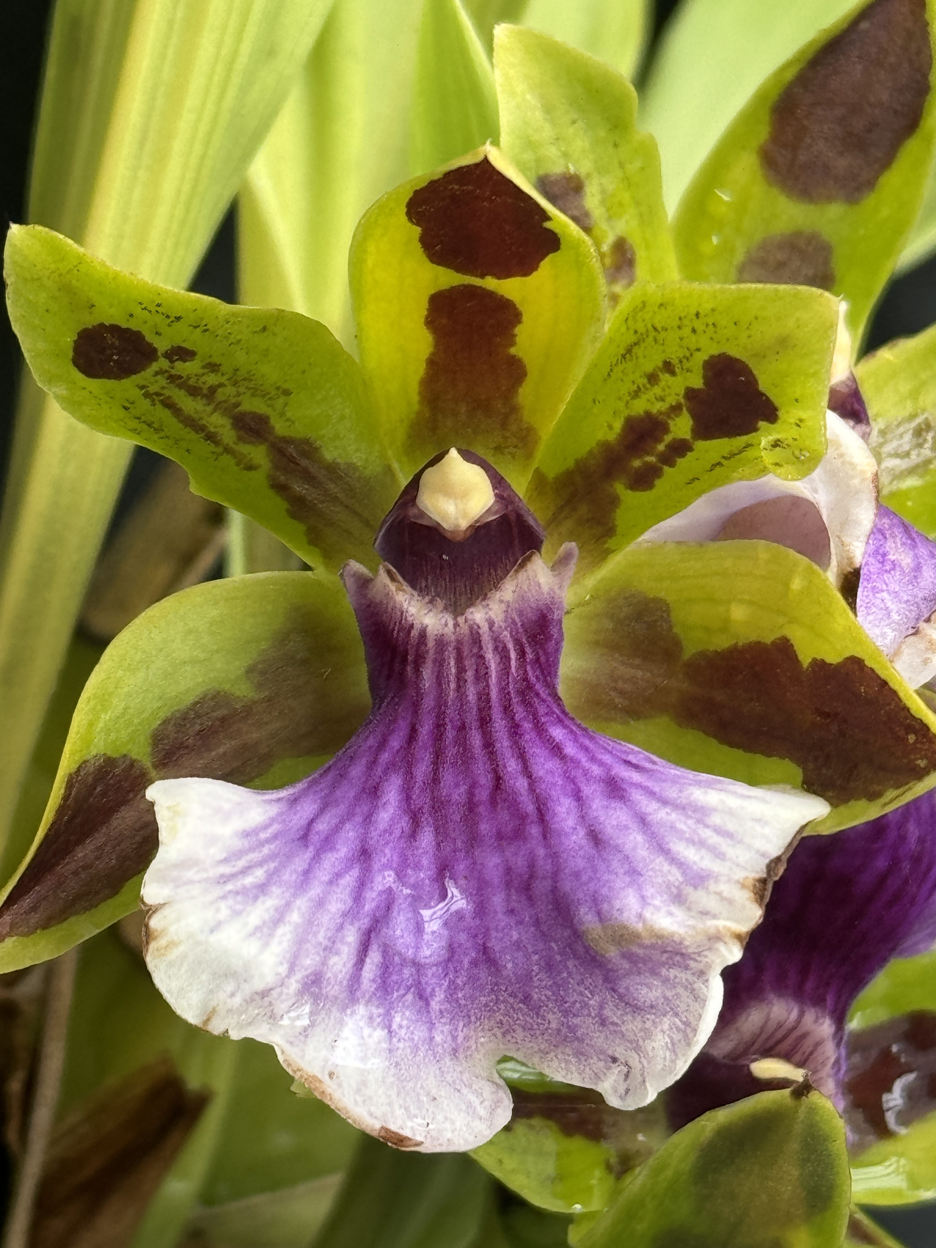 Zygoneria Zest ‘Lime Violet’ x Arthur Elle ‘Essendon’ | Southern ...