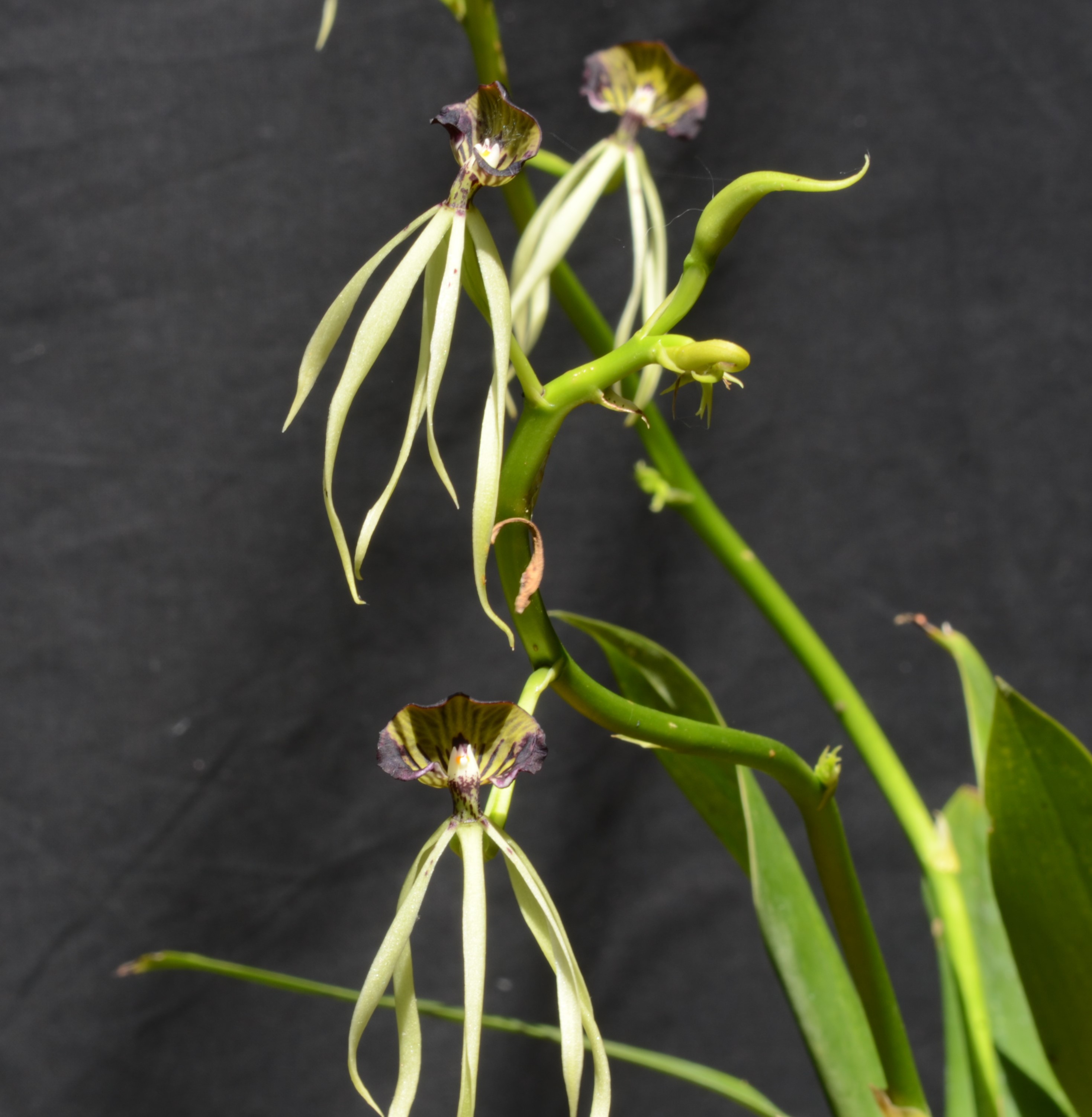 Encyclia Cochleata | Southern Suburbs Orchid Society Inc.