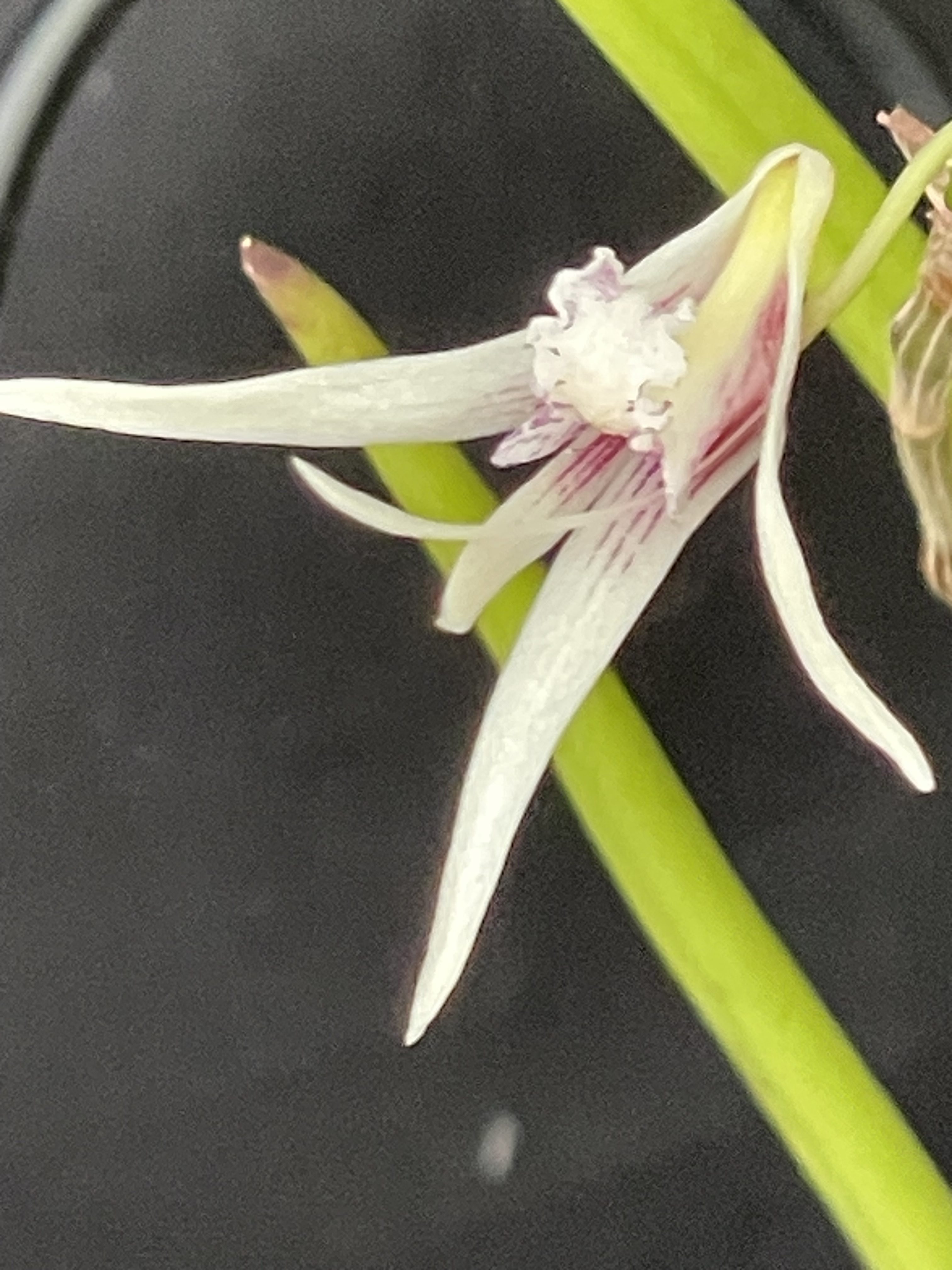 Dendrobium Anthedon Star schoeninum x calamiforme | Southern Suburbs ...
