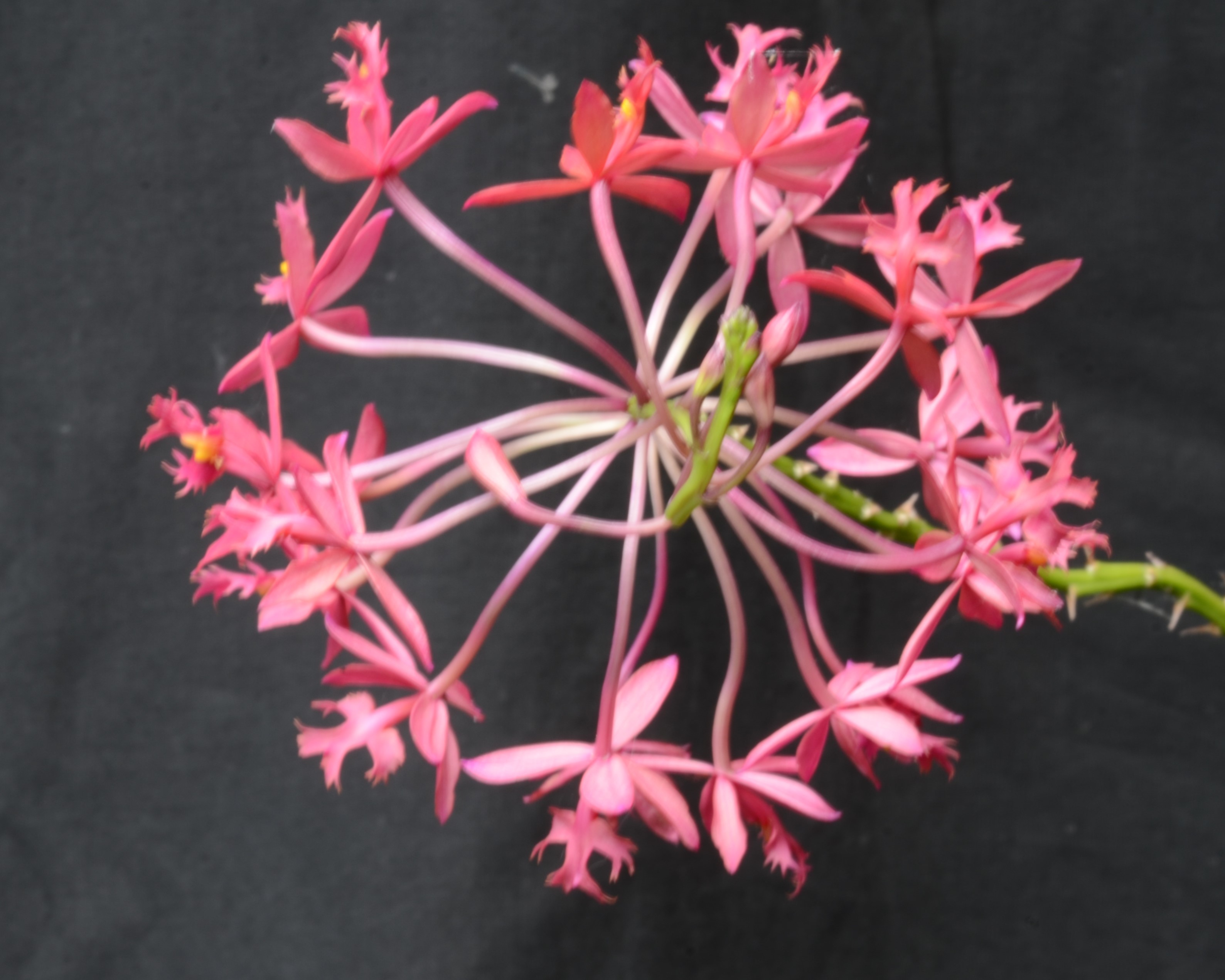 Epi Pacific Sparkler Red | Southern Suburbs Orchid Society Inc.