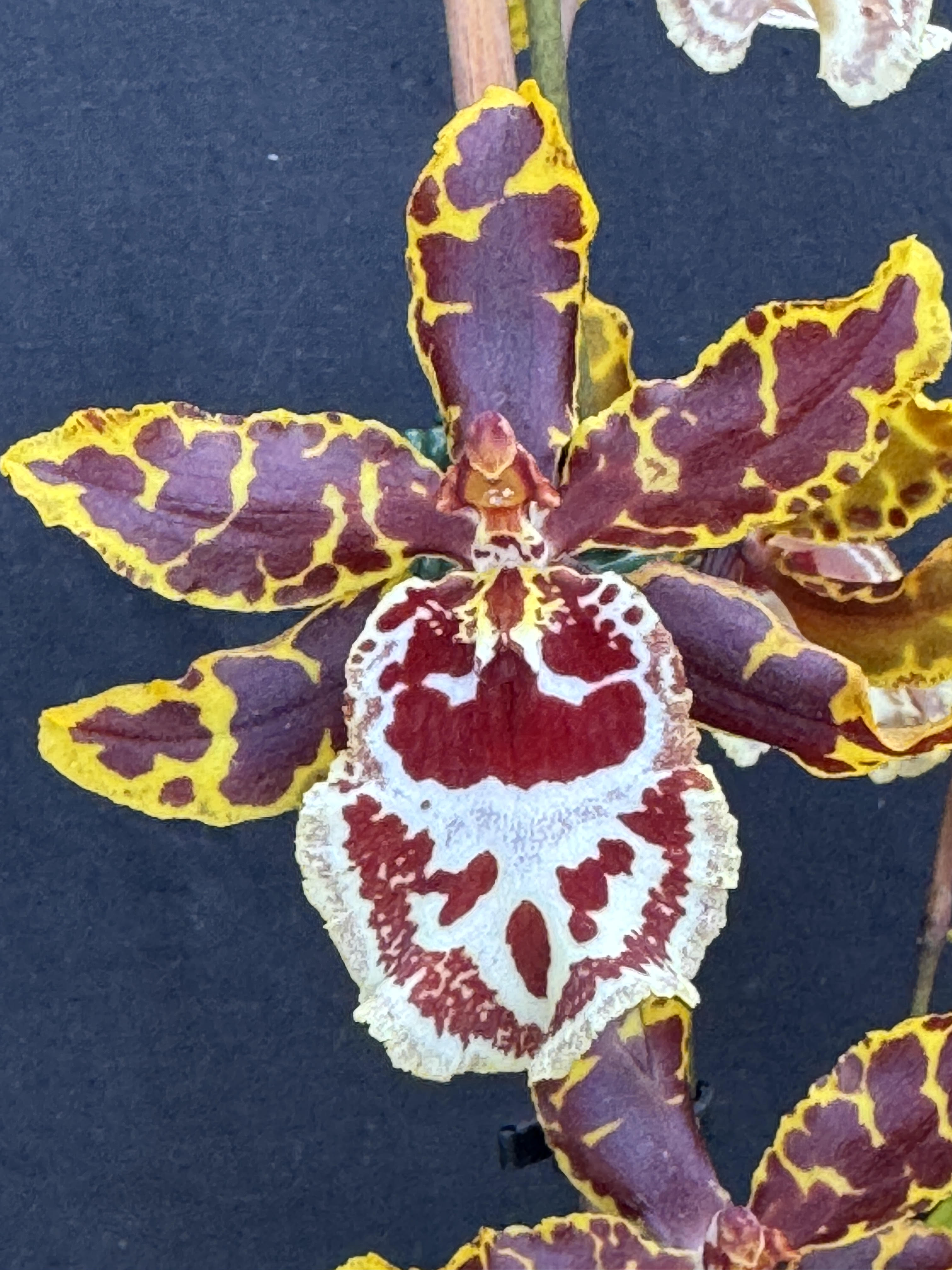 Oncidium ‘Wild Cat’ | Southern Suburbs Orchid Society Inc.