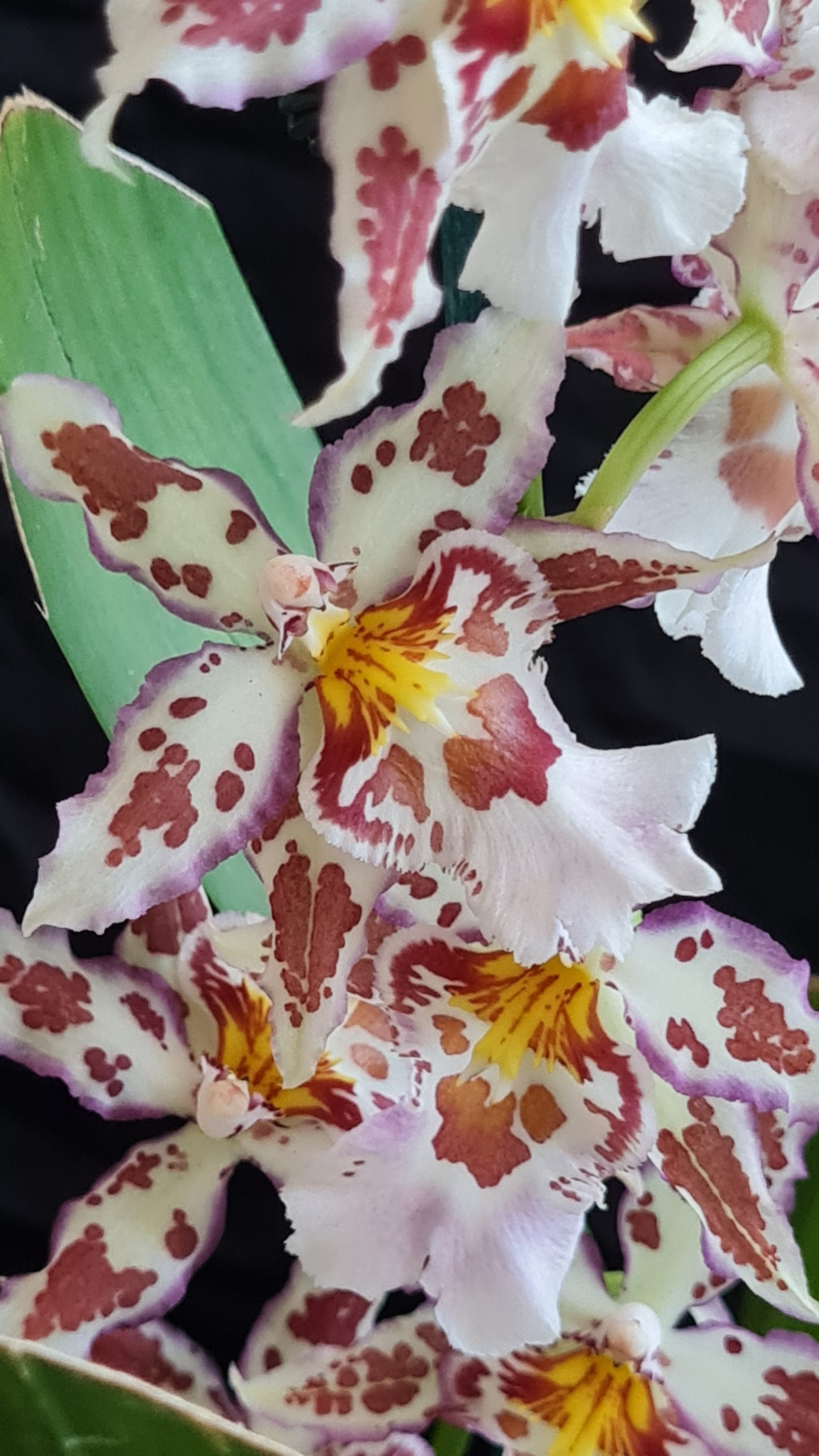 Wilsonara Tan Treasures ‘Lavender Picotee’ | Southern Suburbs Orchid ...