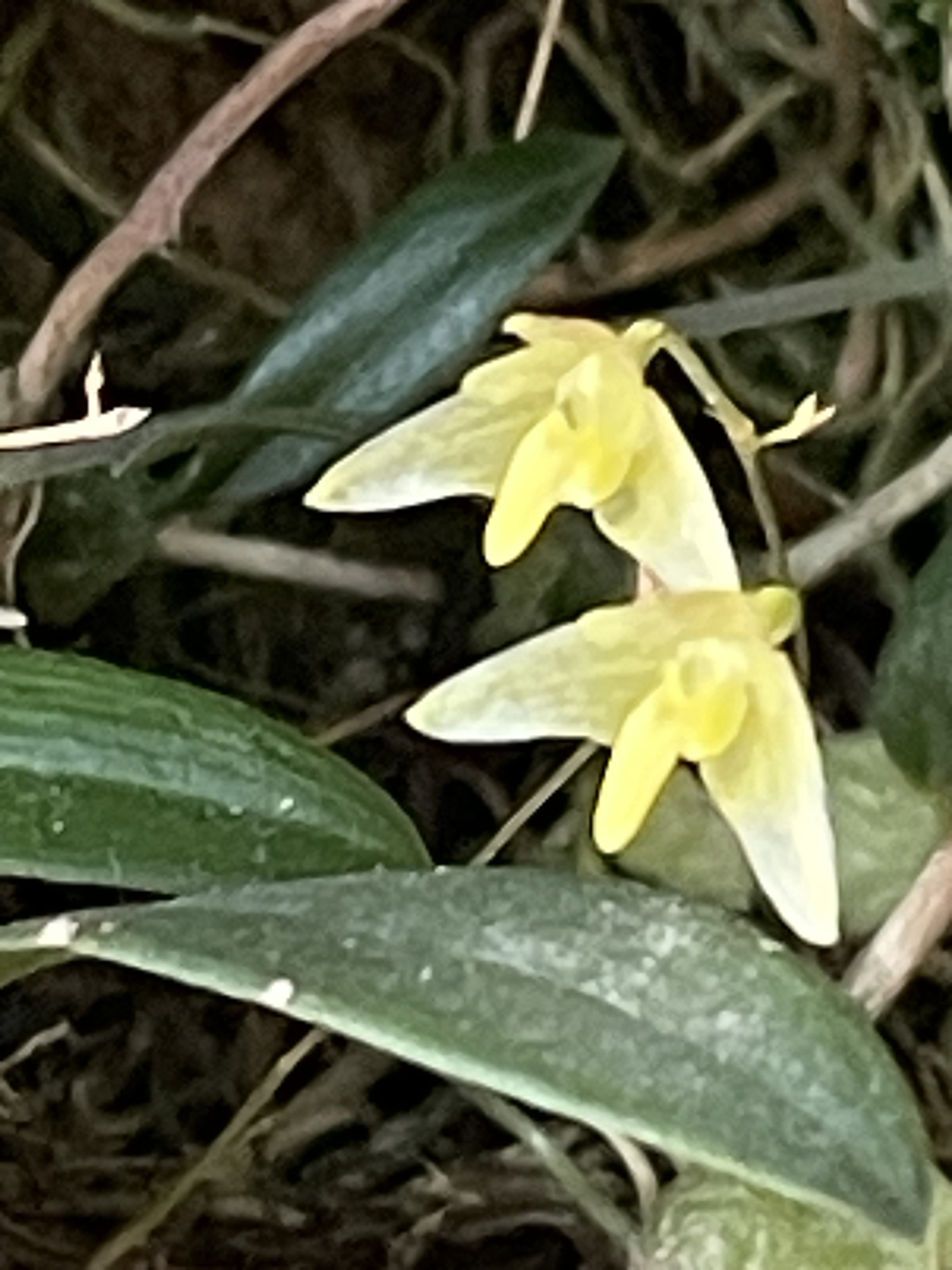 Bulbophyllum exiguum | Southern Suburbs Orchid Society Inc.