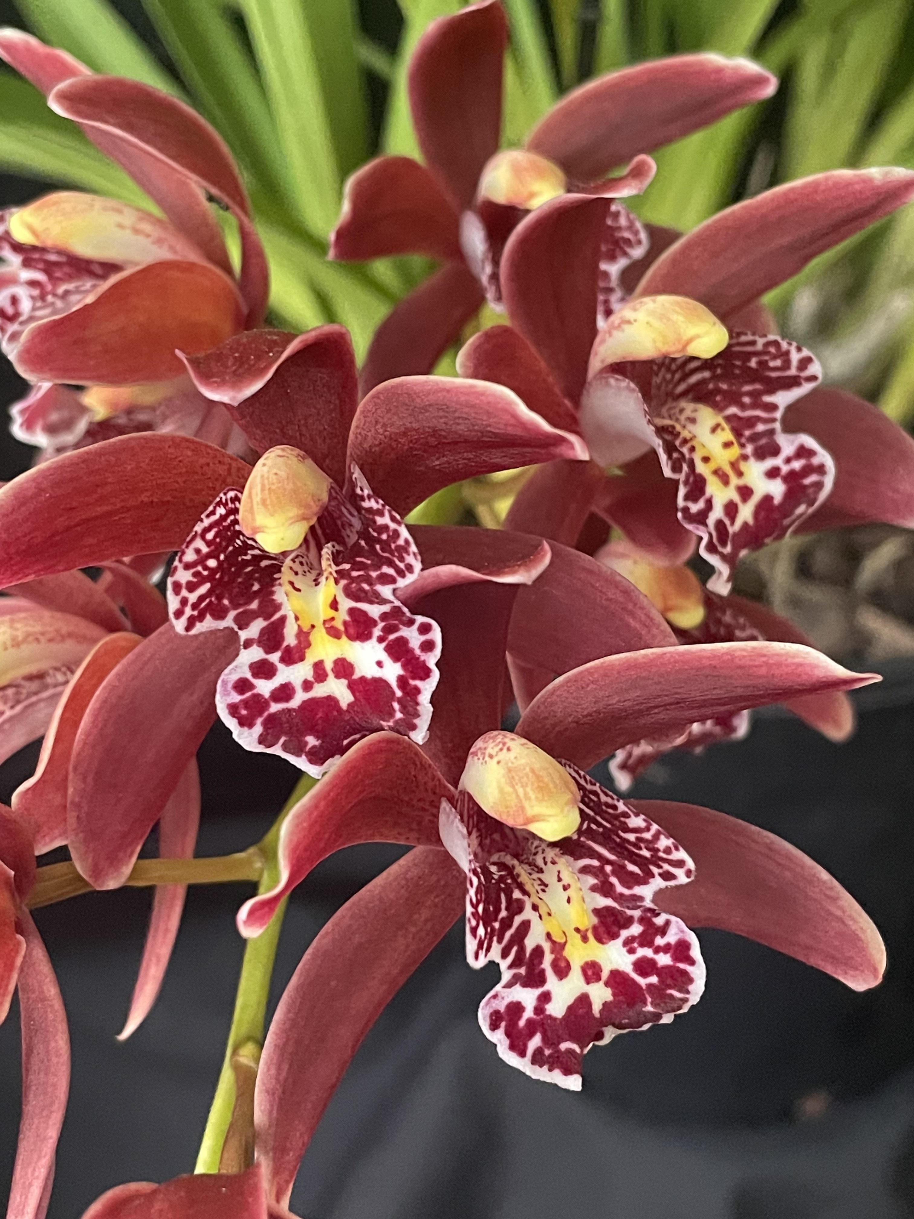 Cymbidium Mini Splendour ‘Easter Show’ | Southern Suburbs Orchid ...