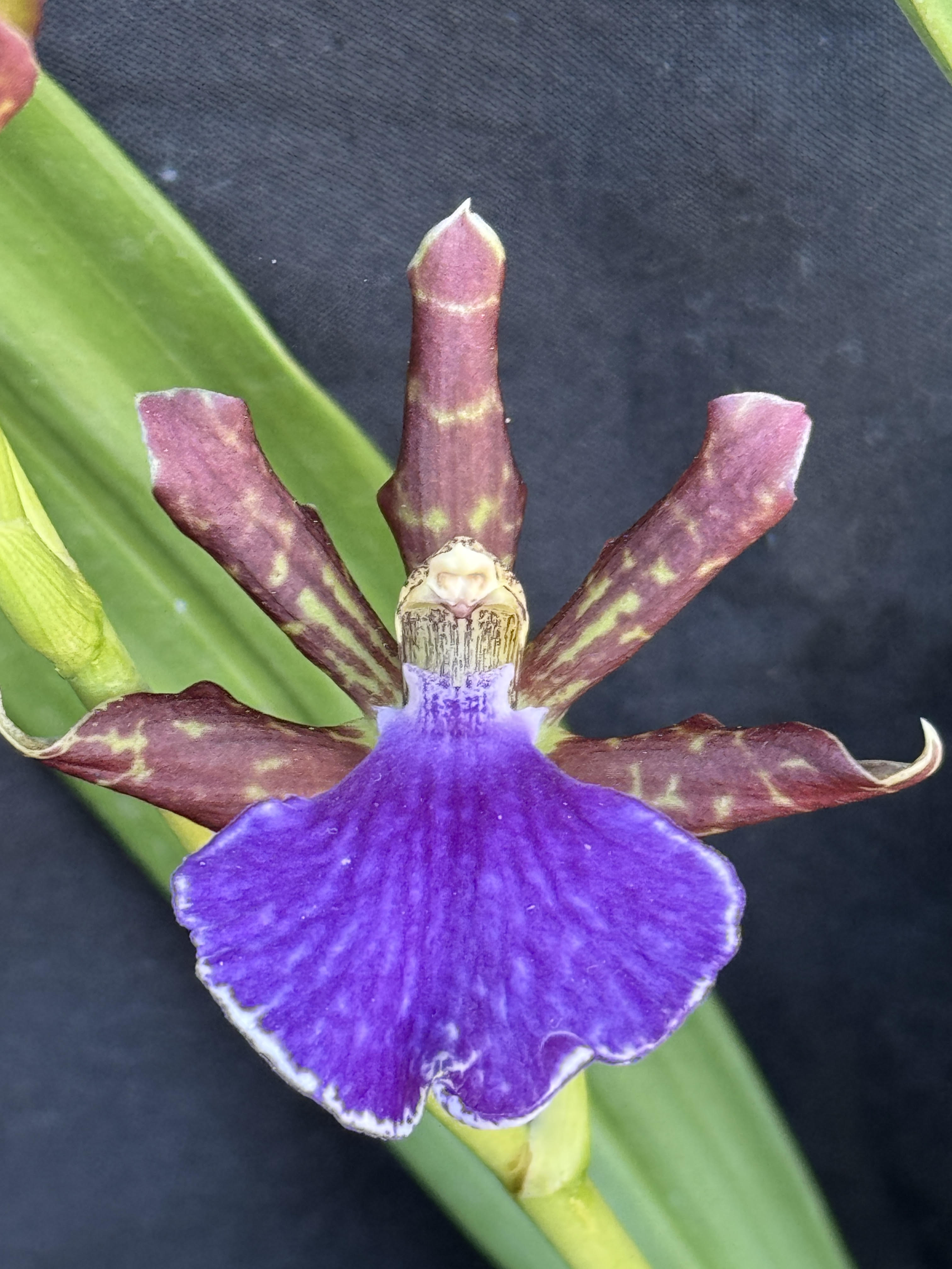 Zygopetalum Denpasar ‘Red Rocket’ x King’s Road ‘Mini Purple’ | Southern Suburbs Orchid Society Inc.