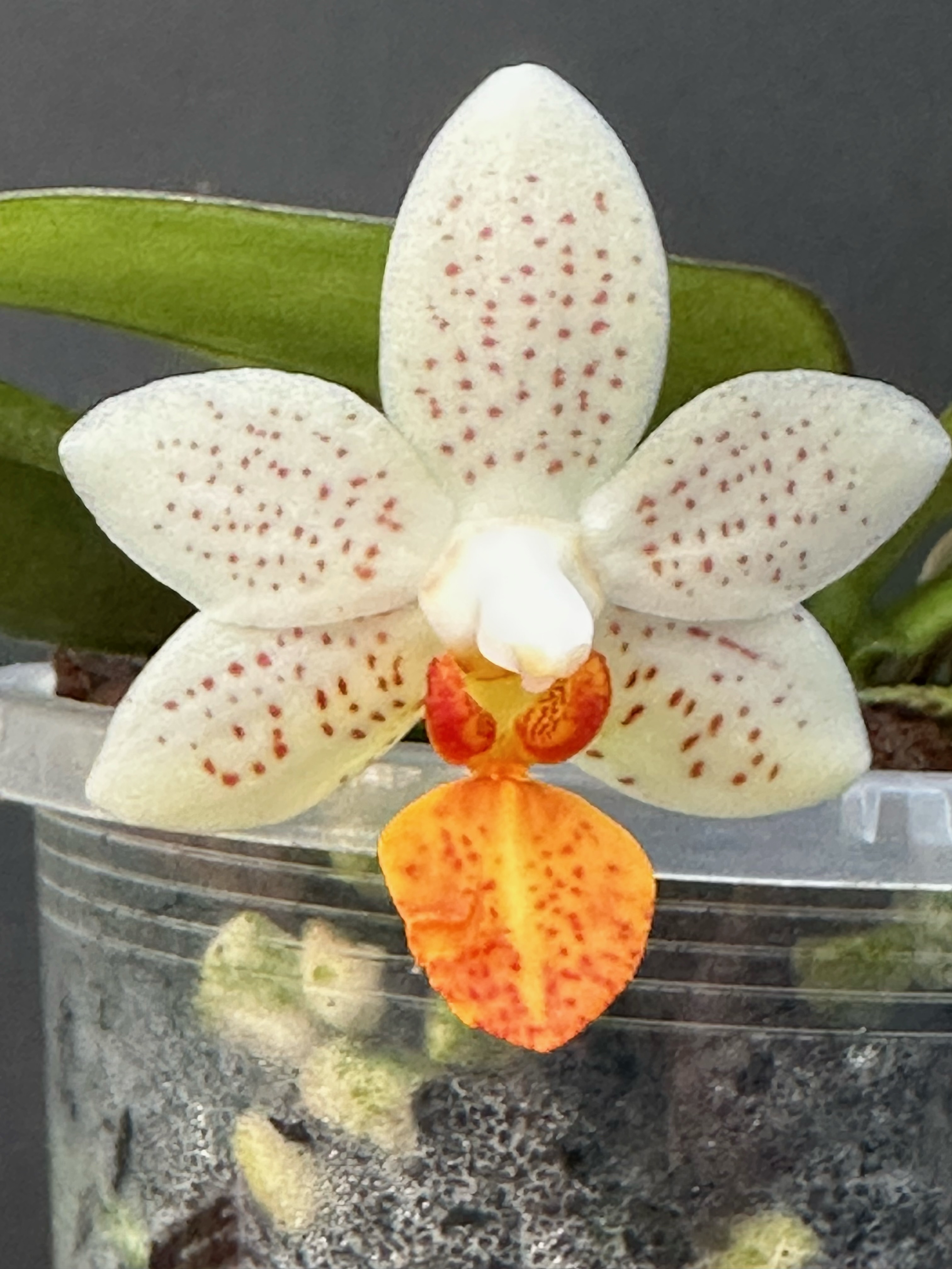 Phalaenopsis Mini Mark | Southern Suburbs Orchid Society Inc.