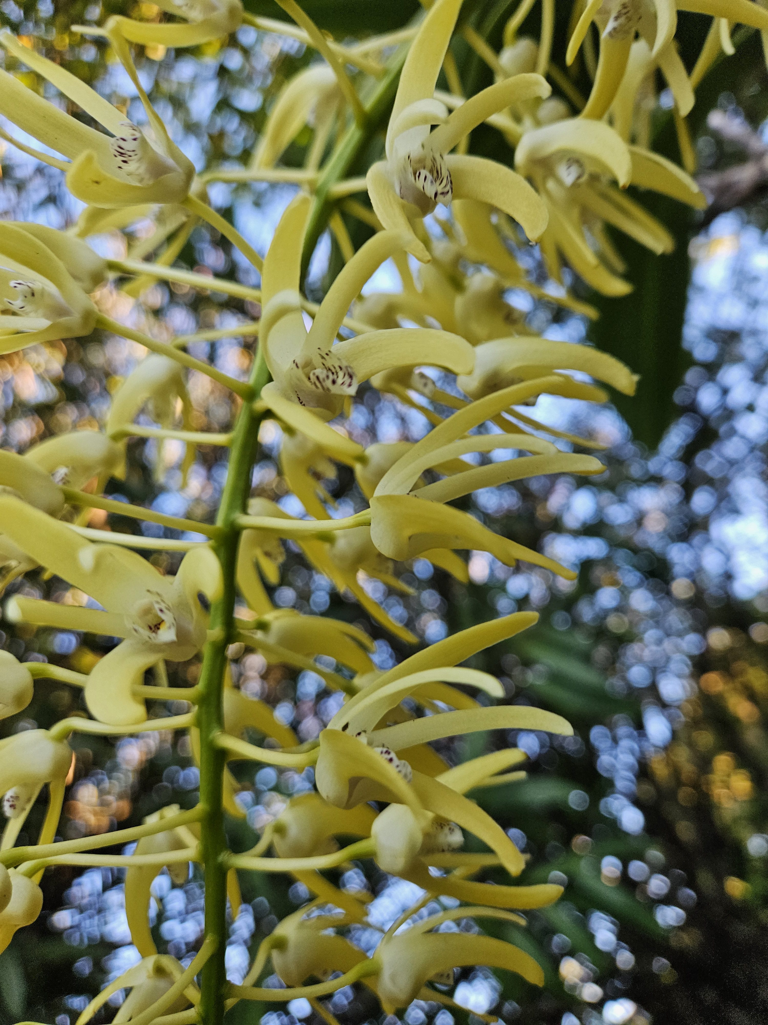 Dendrobium Grandiflorum Mt Stanley | Southern Suburbs Orchid Society Inc.
